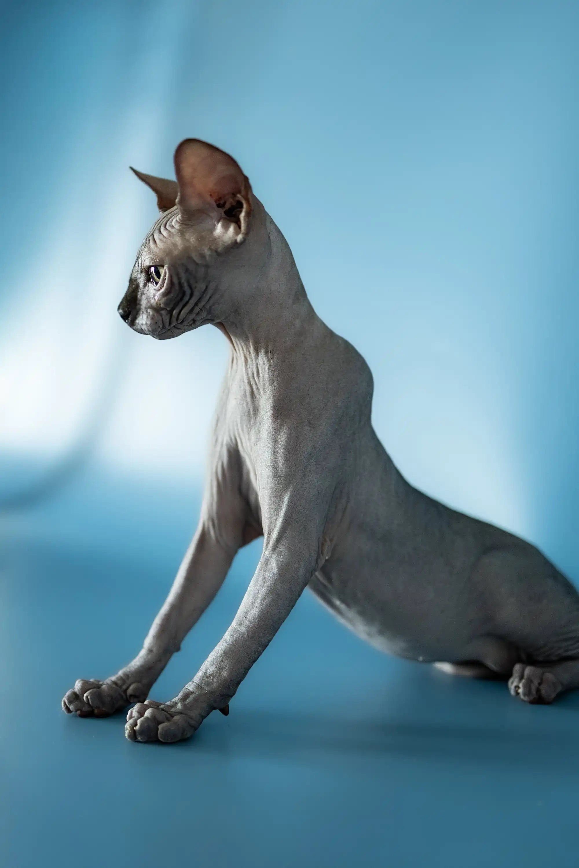 Adopt your Sweet Canadian Sphynx Kitten Today – Purebred Kitties