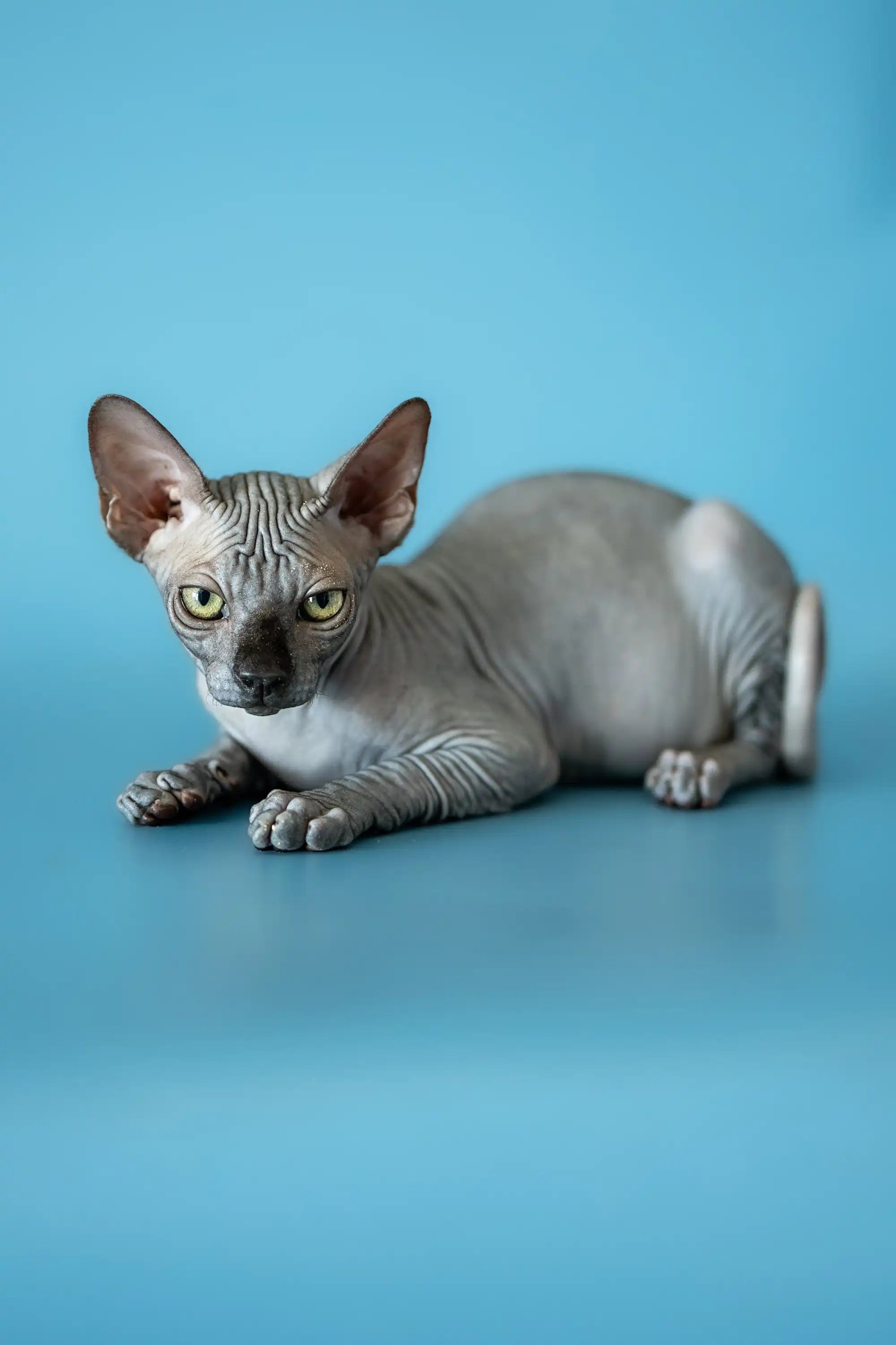 Adopt your Sweet Canadian Sphynx Kitten Today – Purebred Kitties