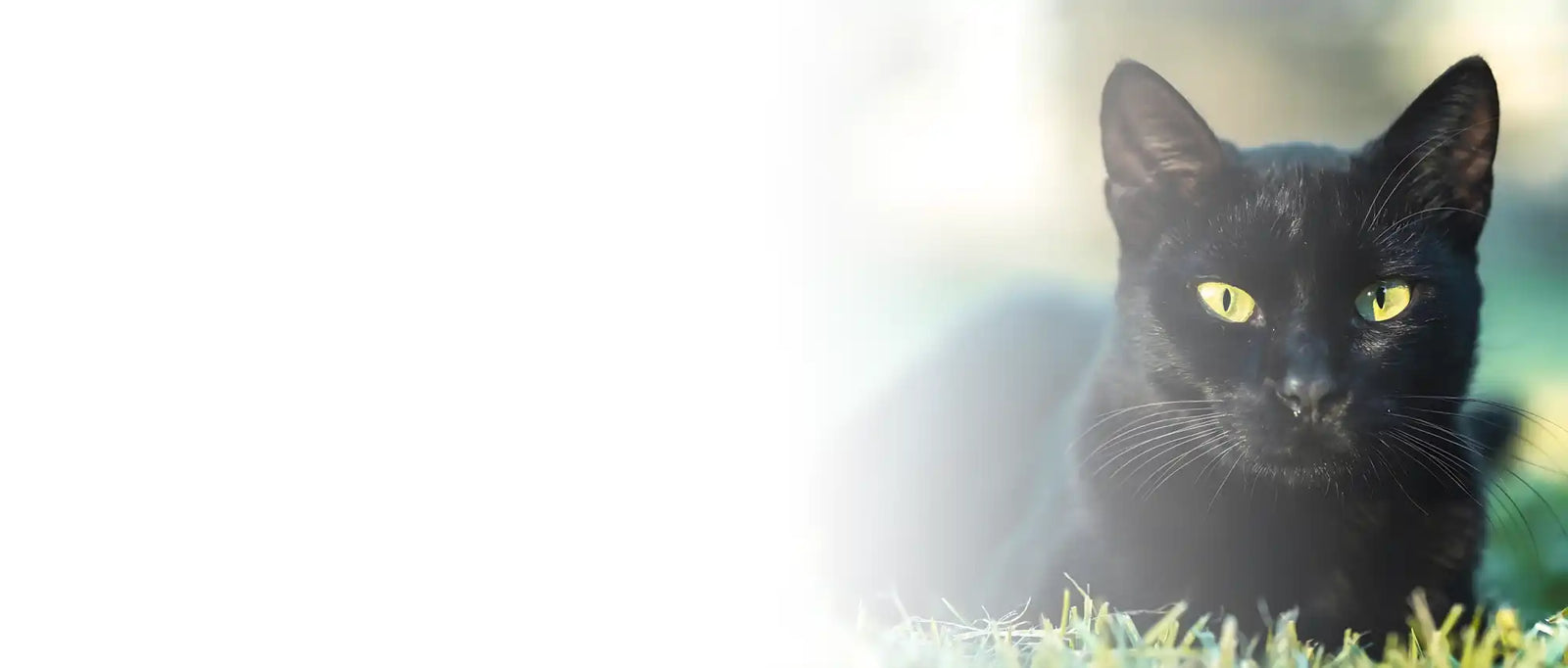 Ultimate Guide to Bombay Cats: Care, History, and Personality Insights