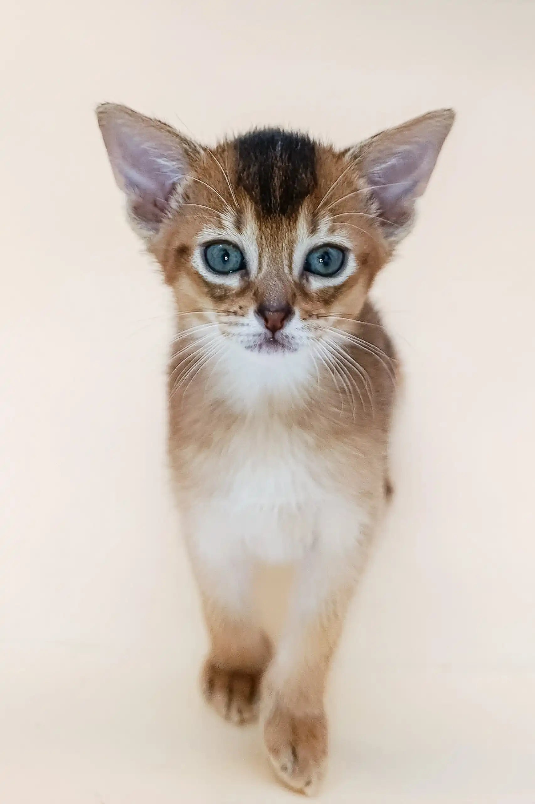 Blackberry Abyssinian Kitten Blue Eyes & Ruddy Coat