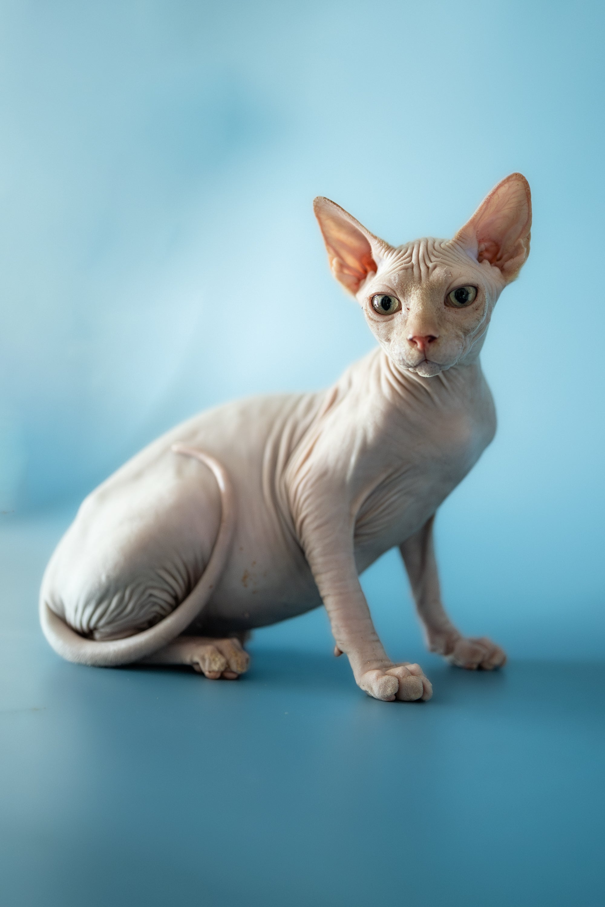 Adopt Bob the Adorable Canadian Sphynx Kitten – Purebred Kitties