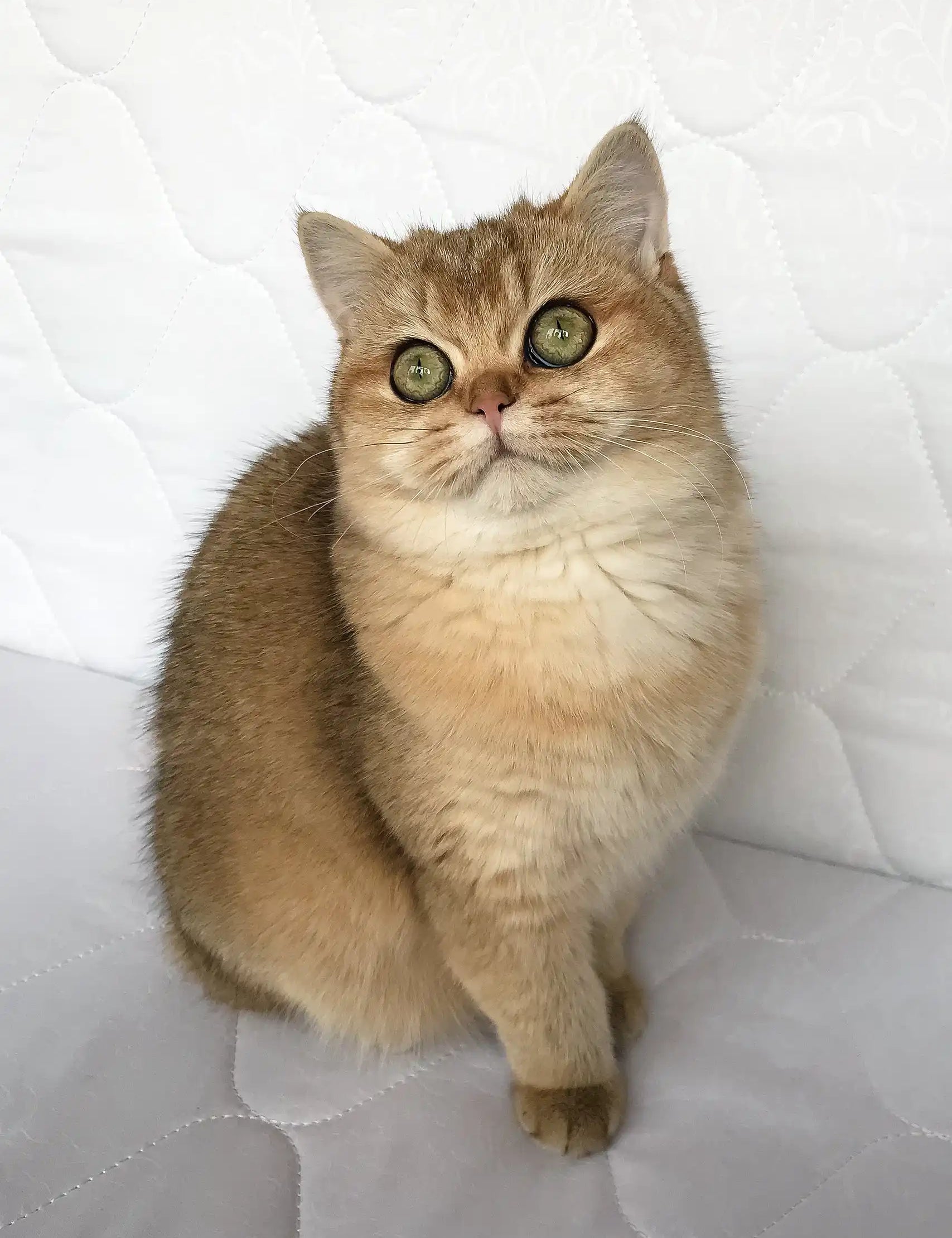 Essential Health Tips for your Scottish Fold Cat