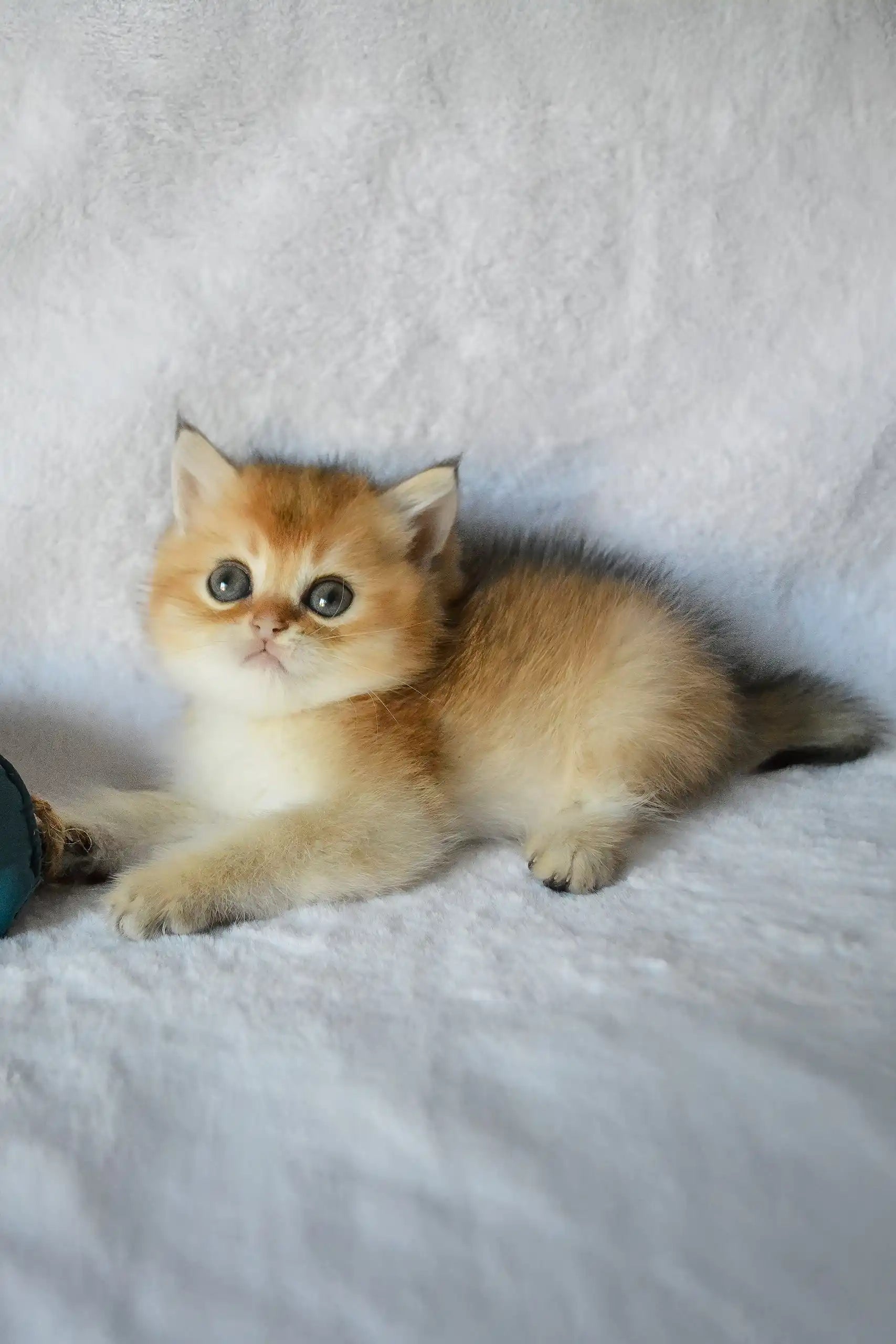 Adopt Boss British Shorthair Kitten with Green Eyes