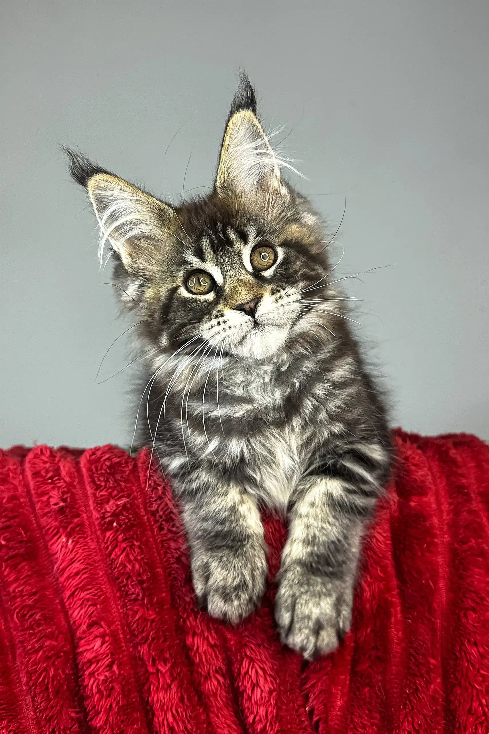 Meet Bridget: Adorable Maine Coon Kitten with Striking Markings