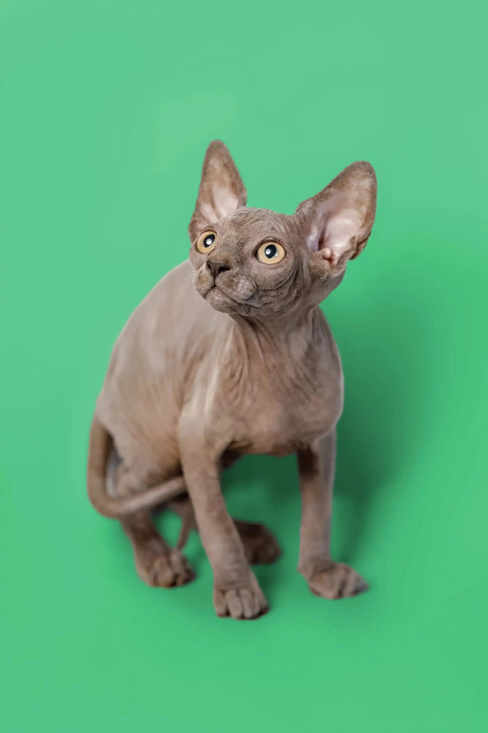 Meet Callie the Loving Sphynx Kitten Today – Purebred Kitties