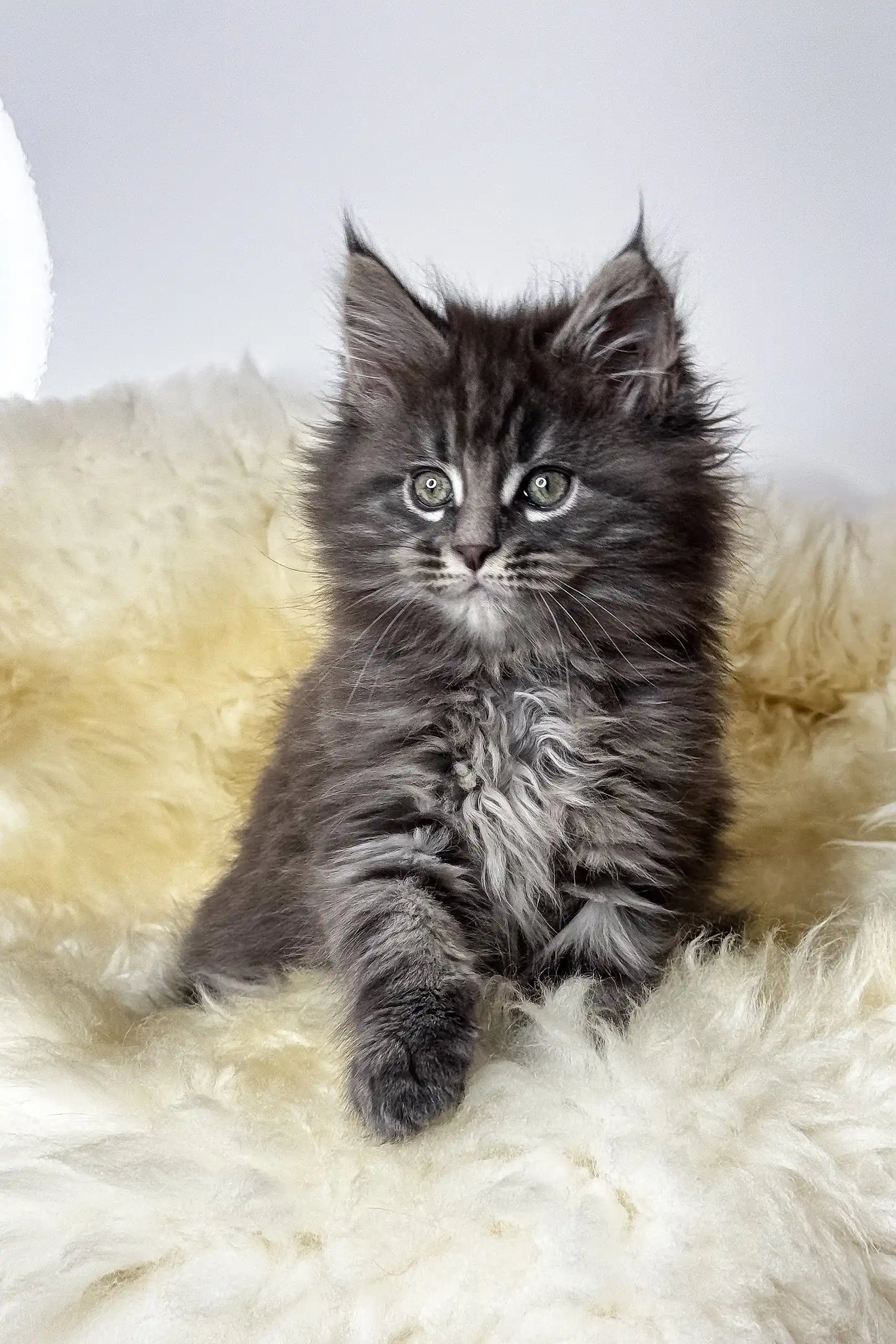 Adopt Calvin: Adorable Gray Maine Coon Kitten