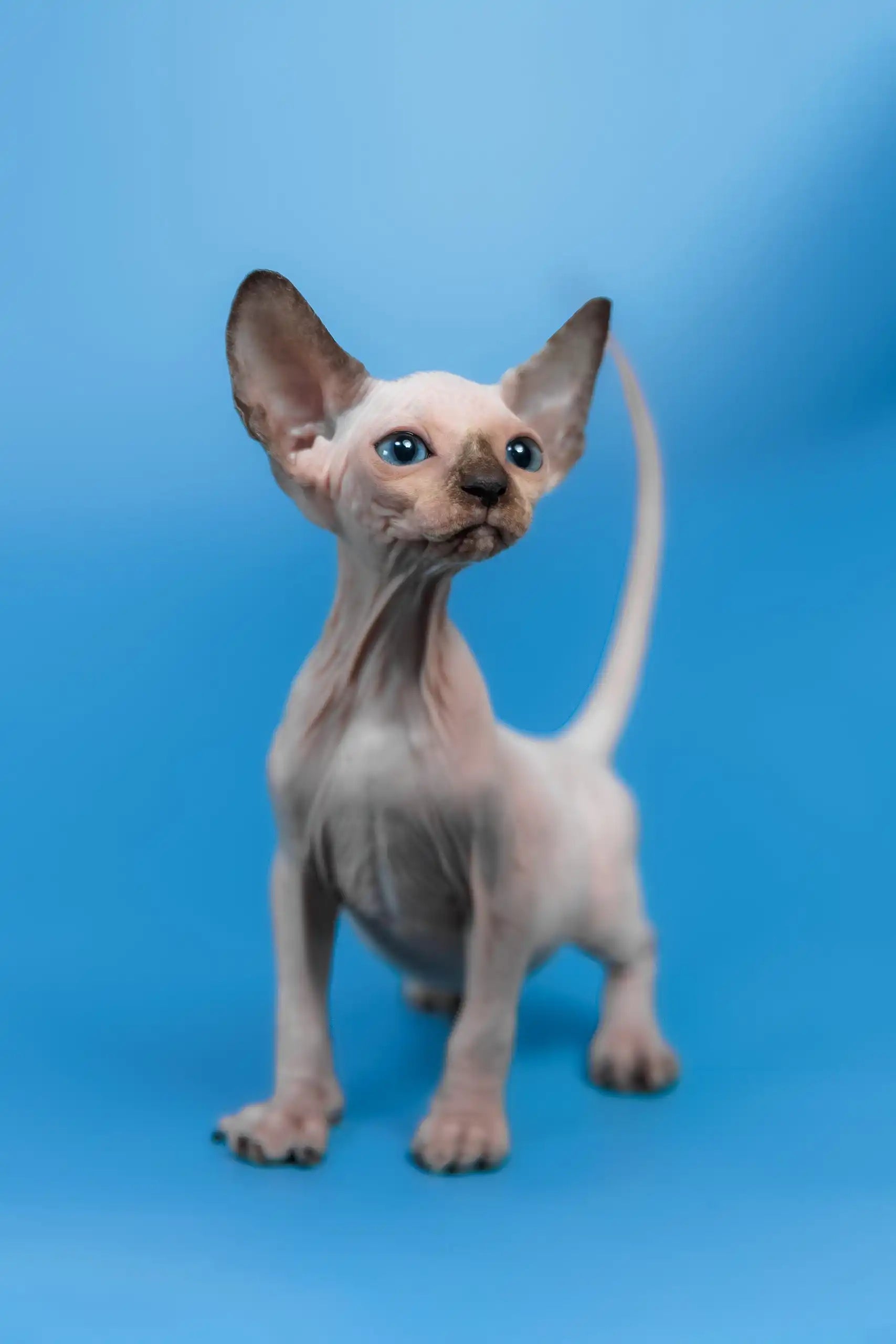 Candy the Adorable Canadian Sphynx Kitten