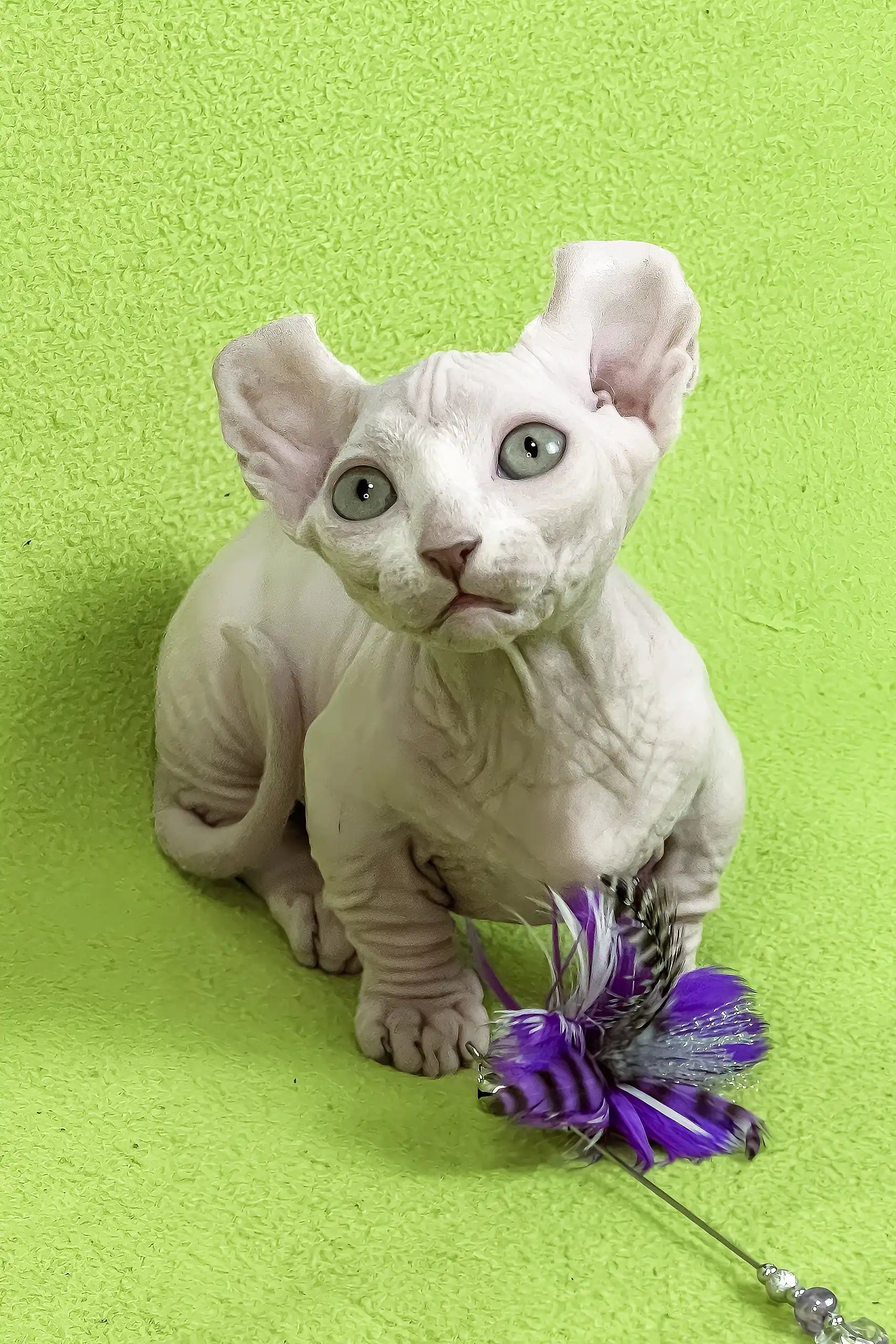 Casper Dwelf Sphynx Kitten with Yellow Eyes