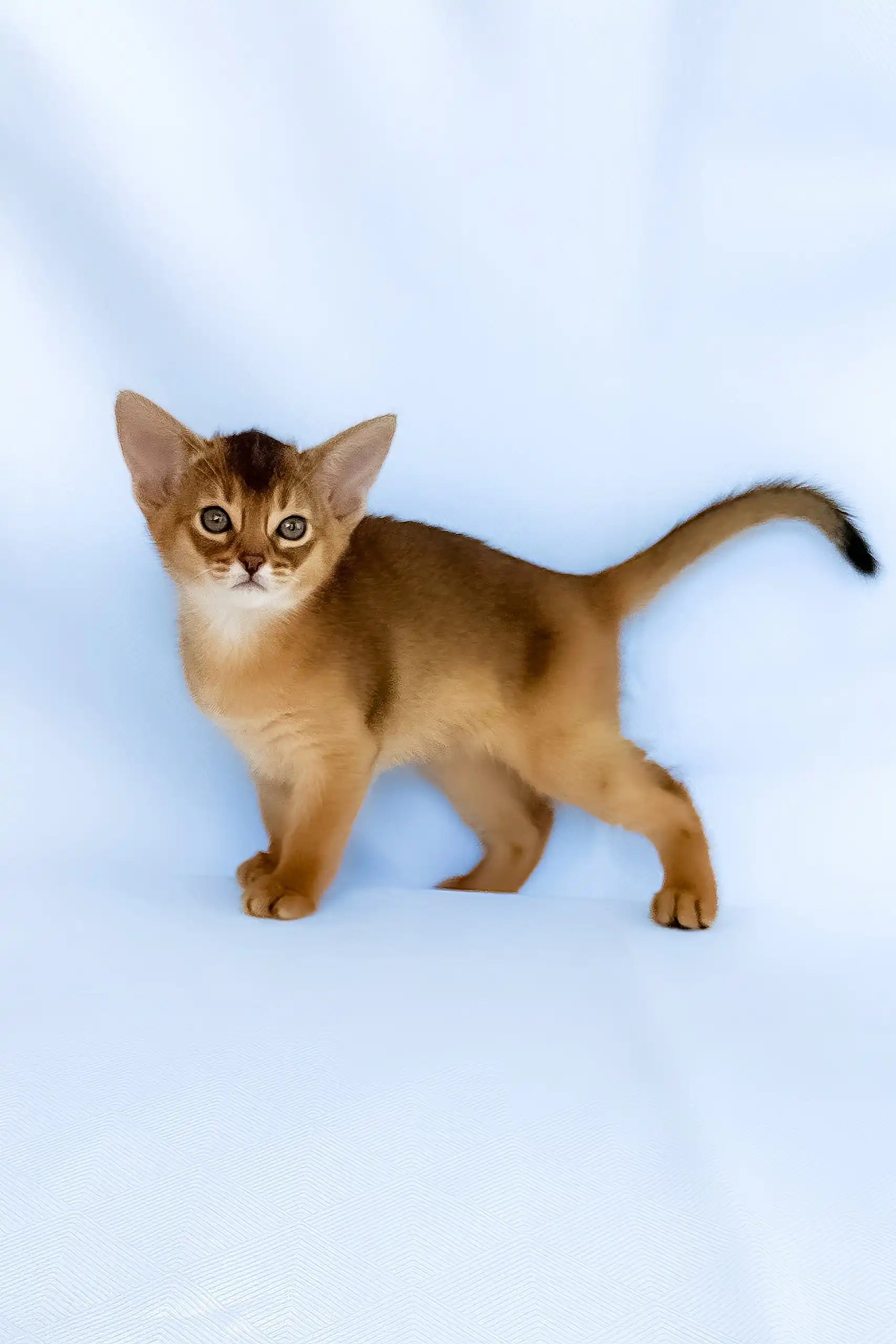 Cecilia Abyssinian Kitten with Ruddy Fur & Yellow Eyes