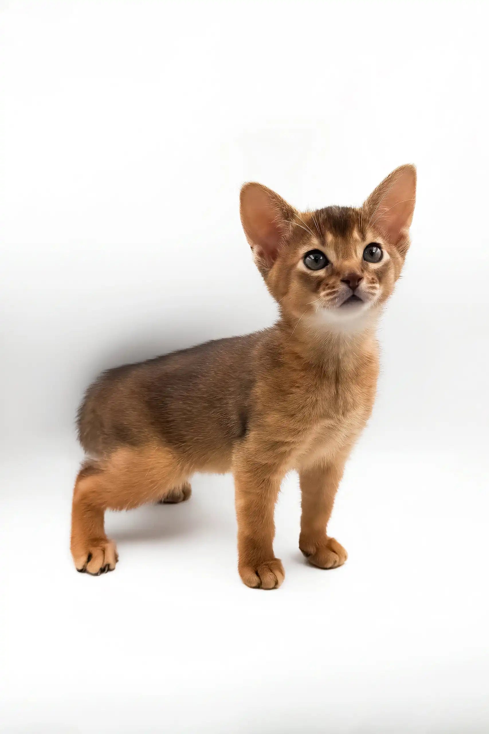 Meet Celeste the Adorable Abyssinian Kitten