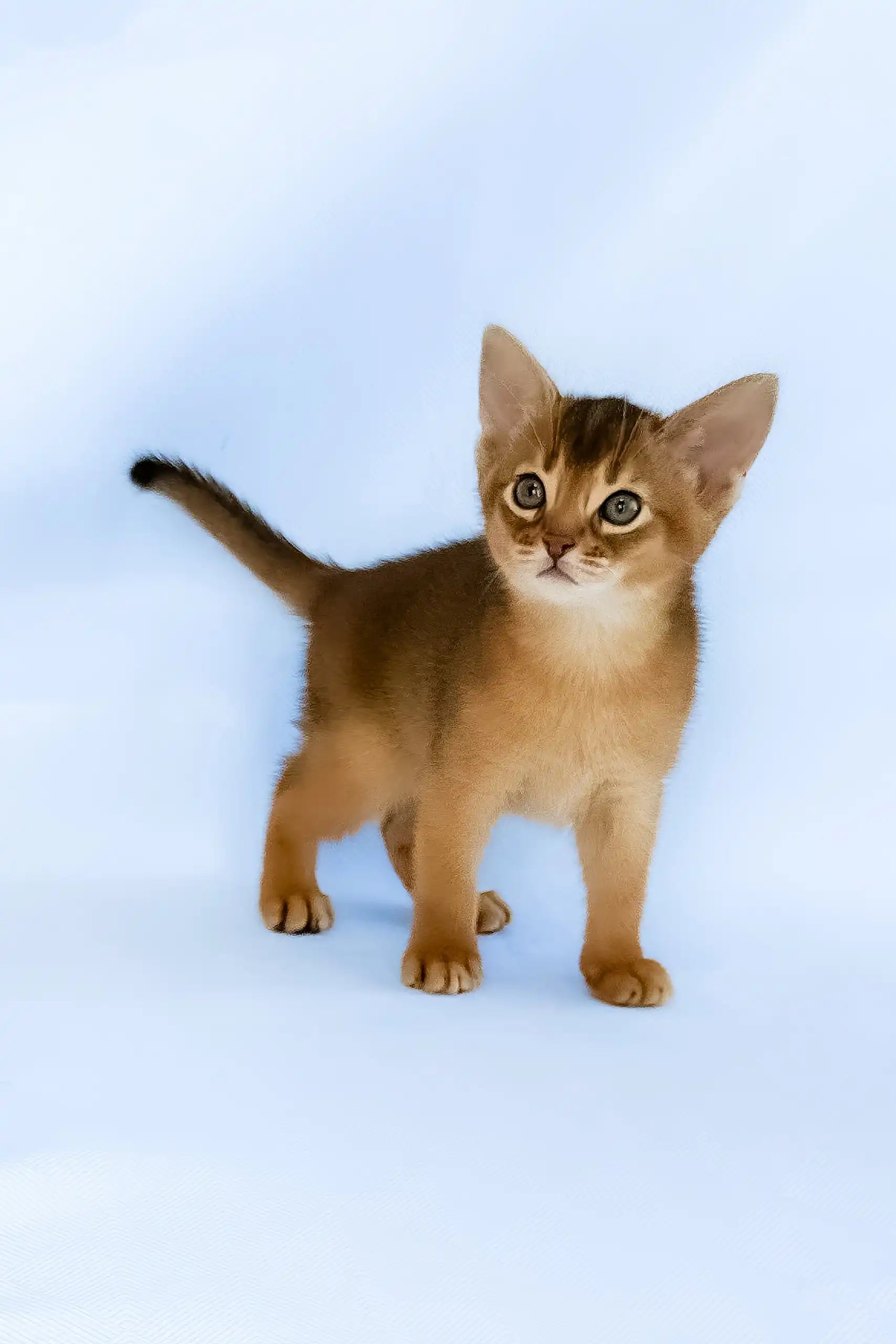 Meet Celeste the Adorable Abyssinian Kitten