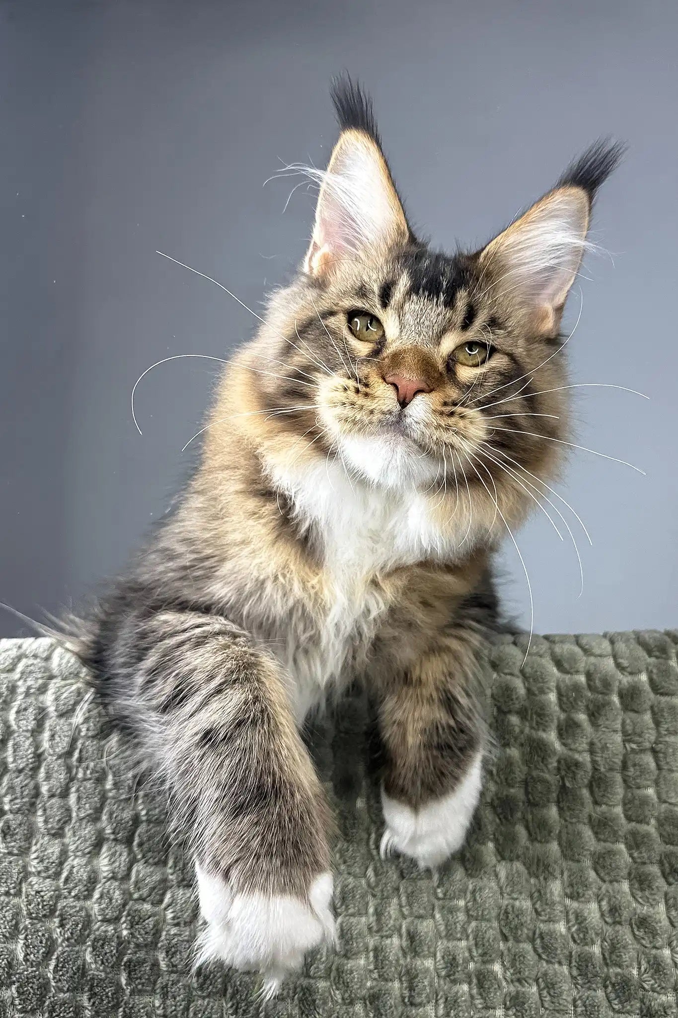 Sweet Maine Coon Kitten Chester Awaits Your Love