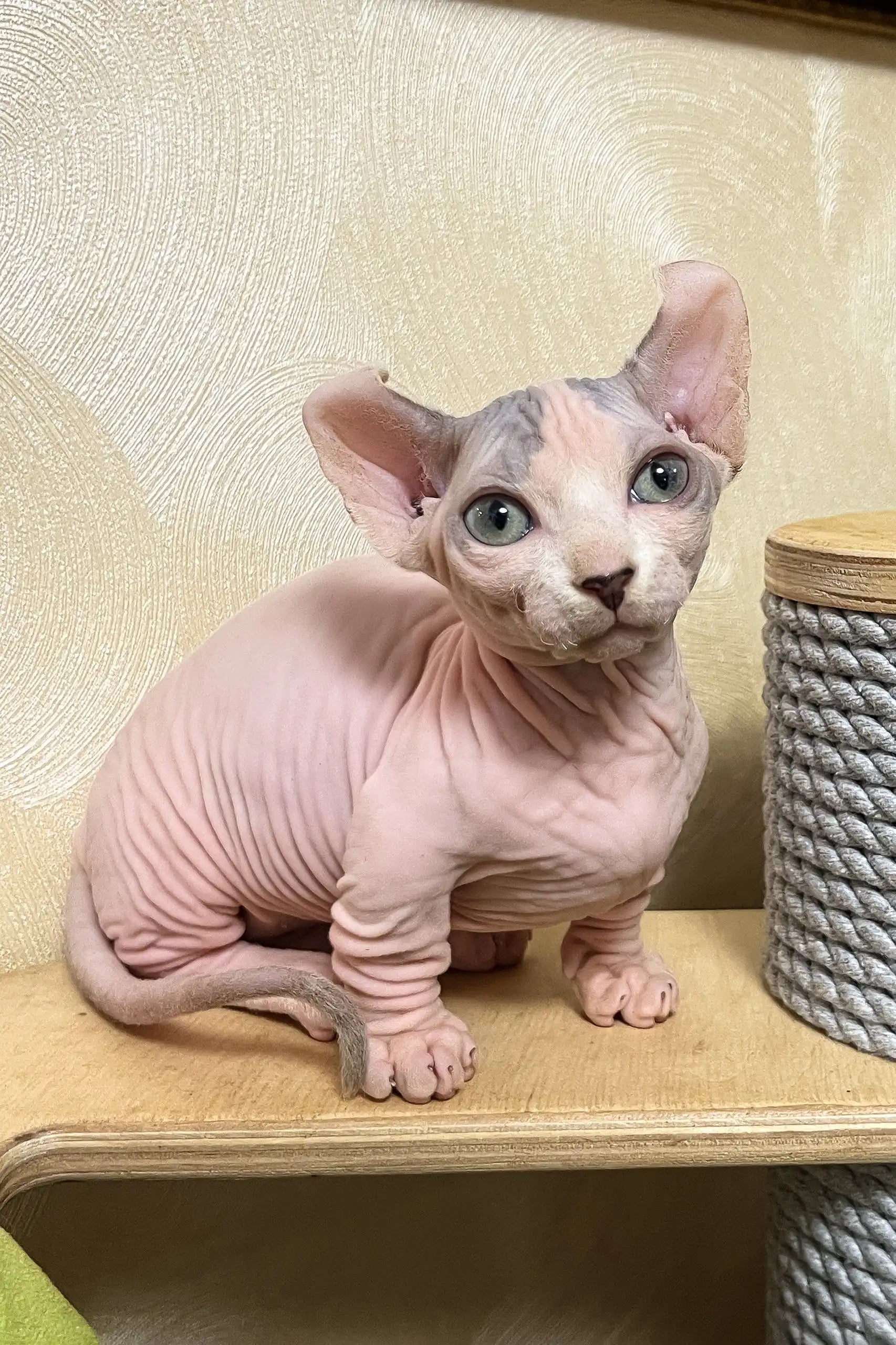 Claus the Adorable Dwelf Sphynx Kitten