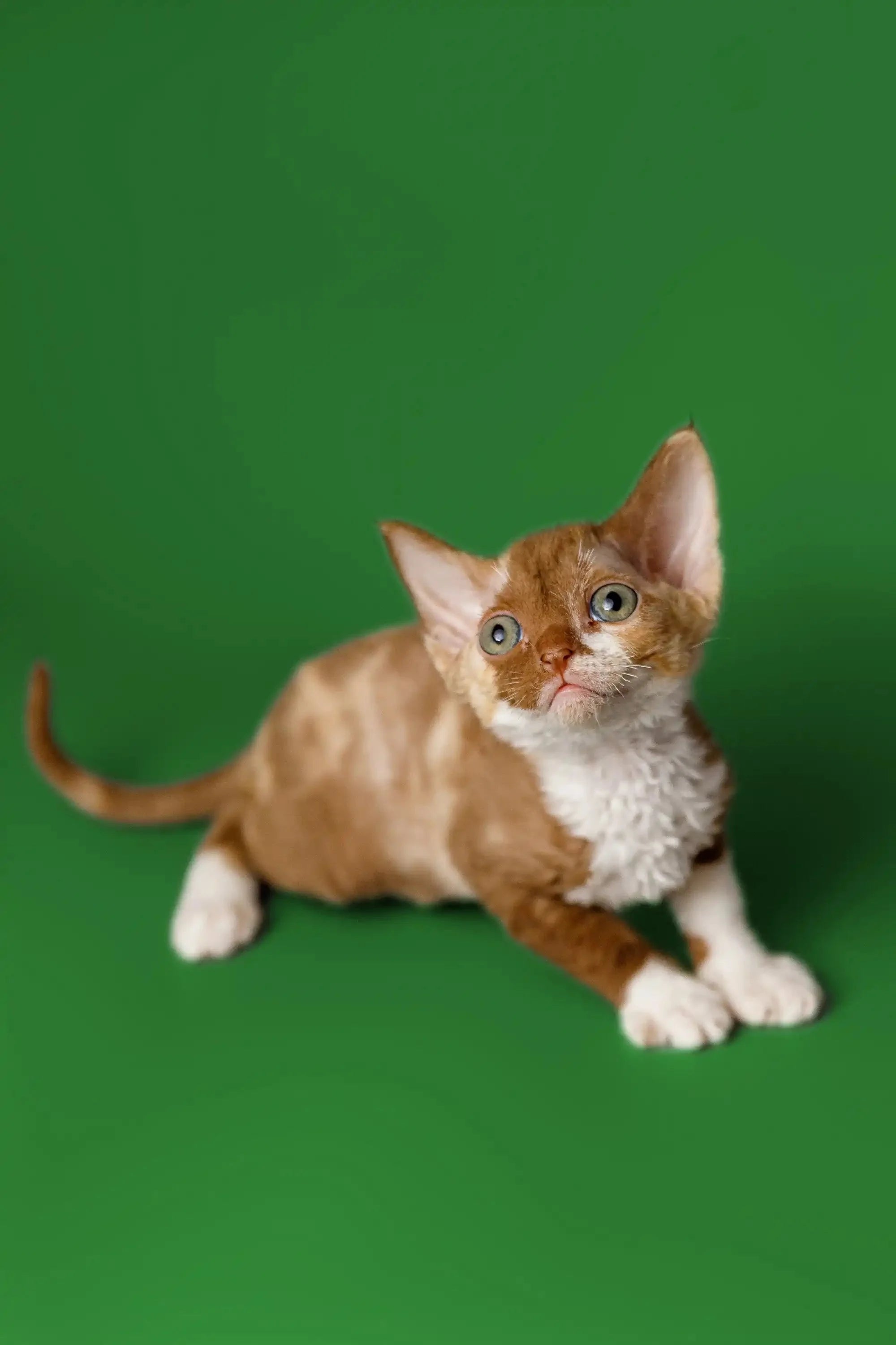 Coco Devon Rex Kitten Lovable Ginger and White Companion