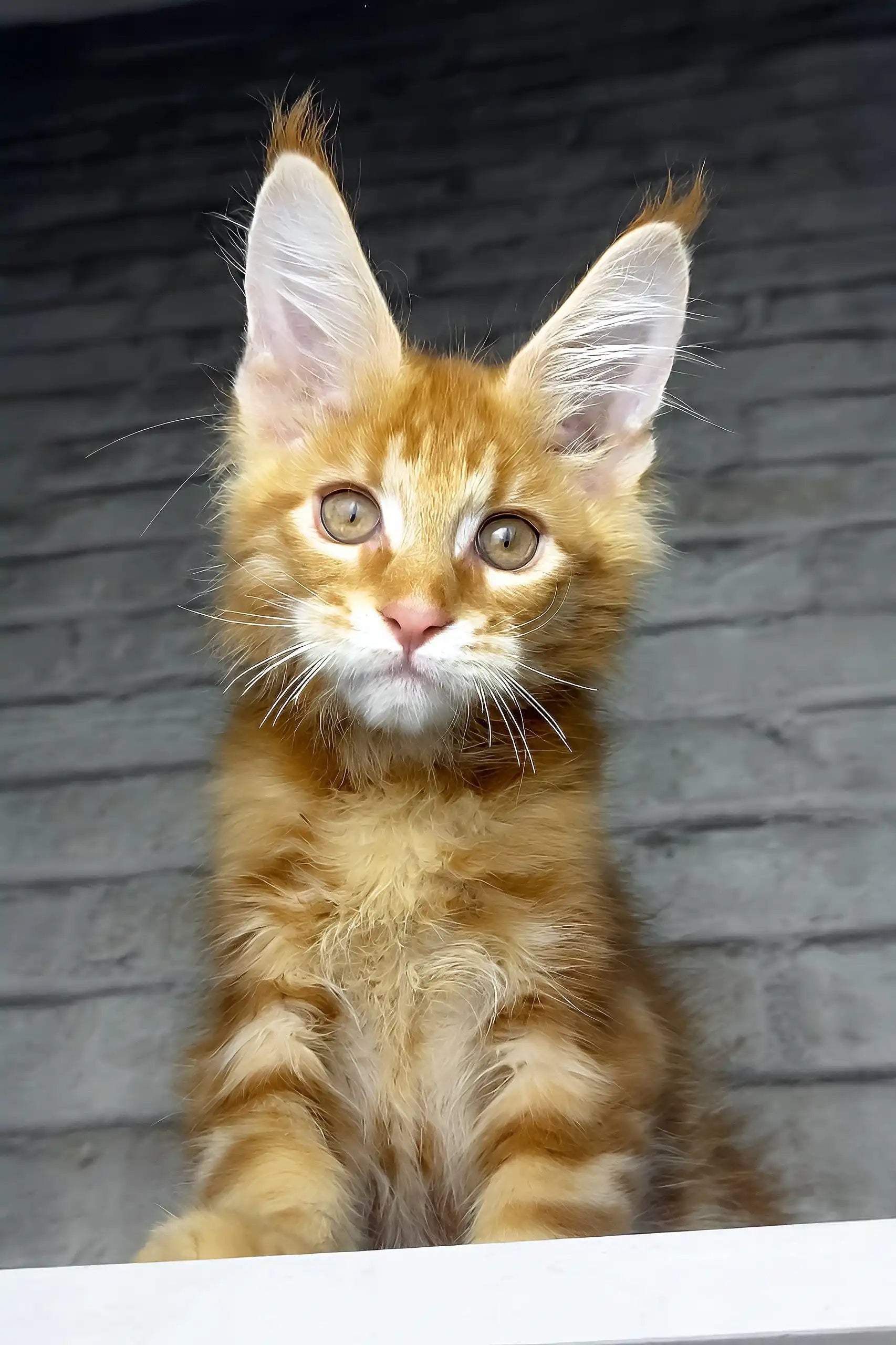 Meet Cody the Adorable Maine Coon Kitten