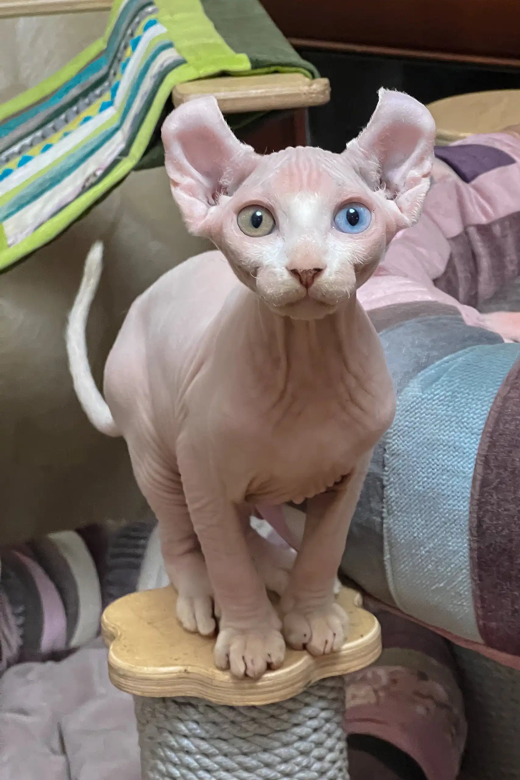 Comandor the Elf Sphynx Kitten with Captivating Eyes