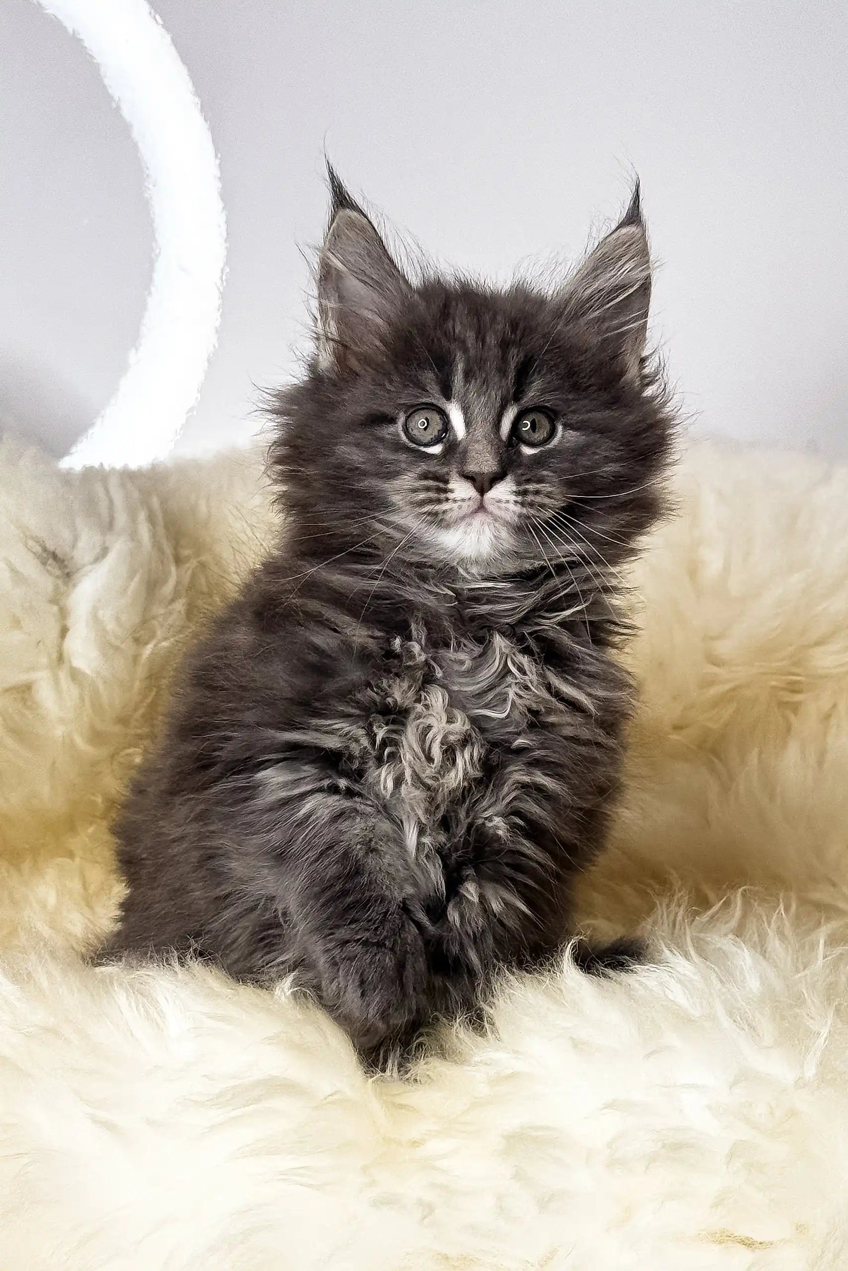 Crista Maine Coon Kitten Adorable Fluffy Tabby Beauty