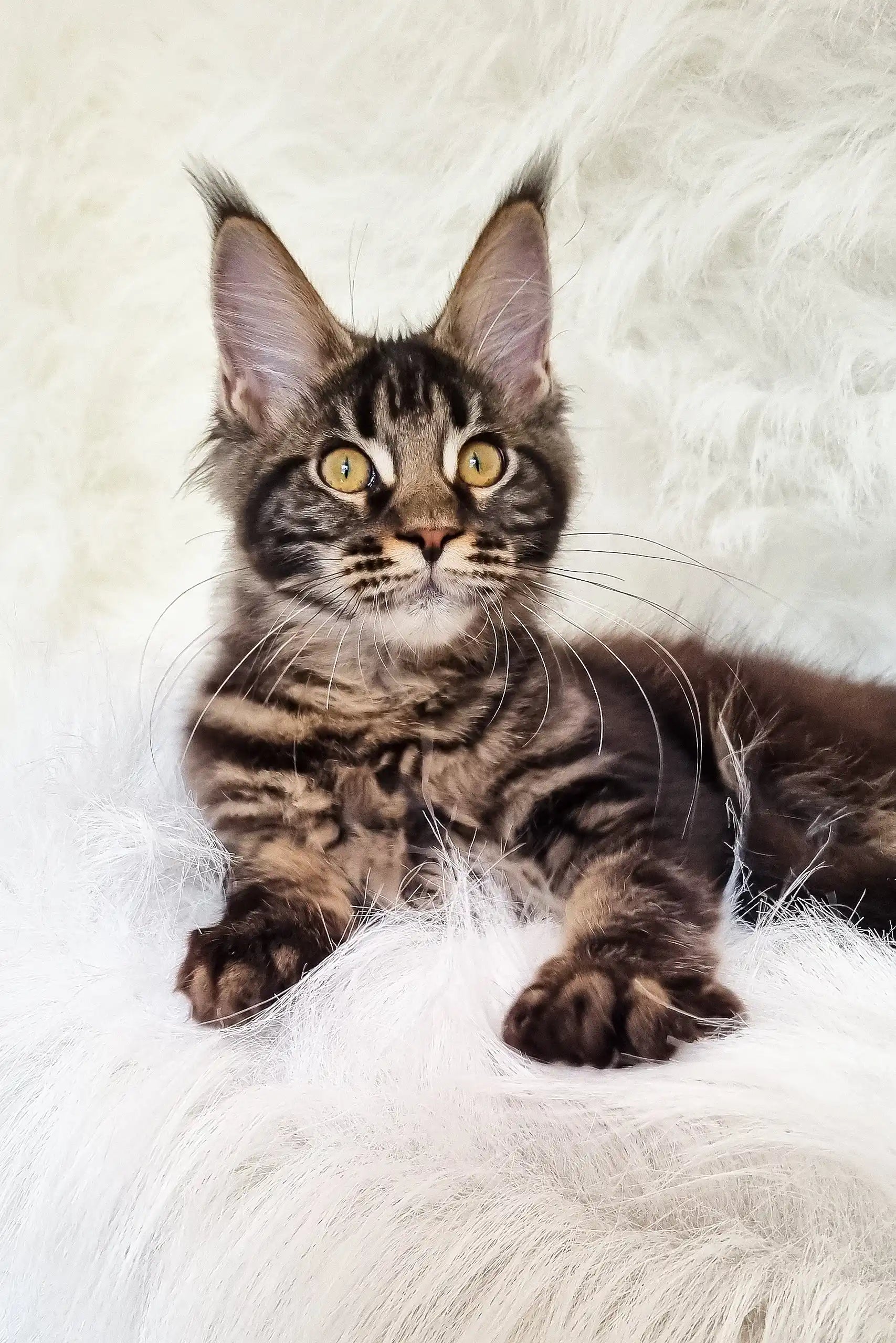 Daffi Fluffy Black Silver Maine Coon with Orange Eyes