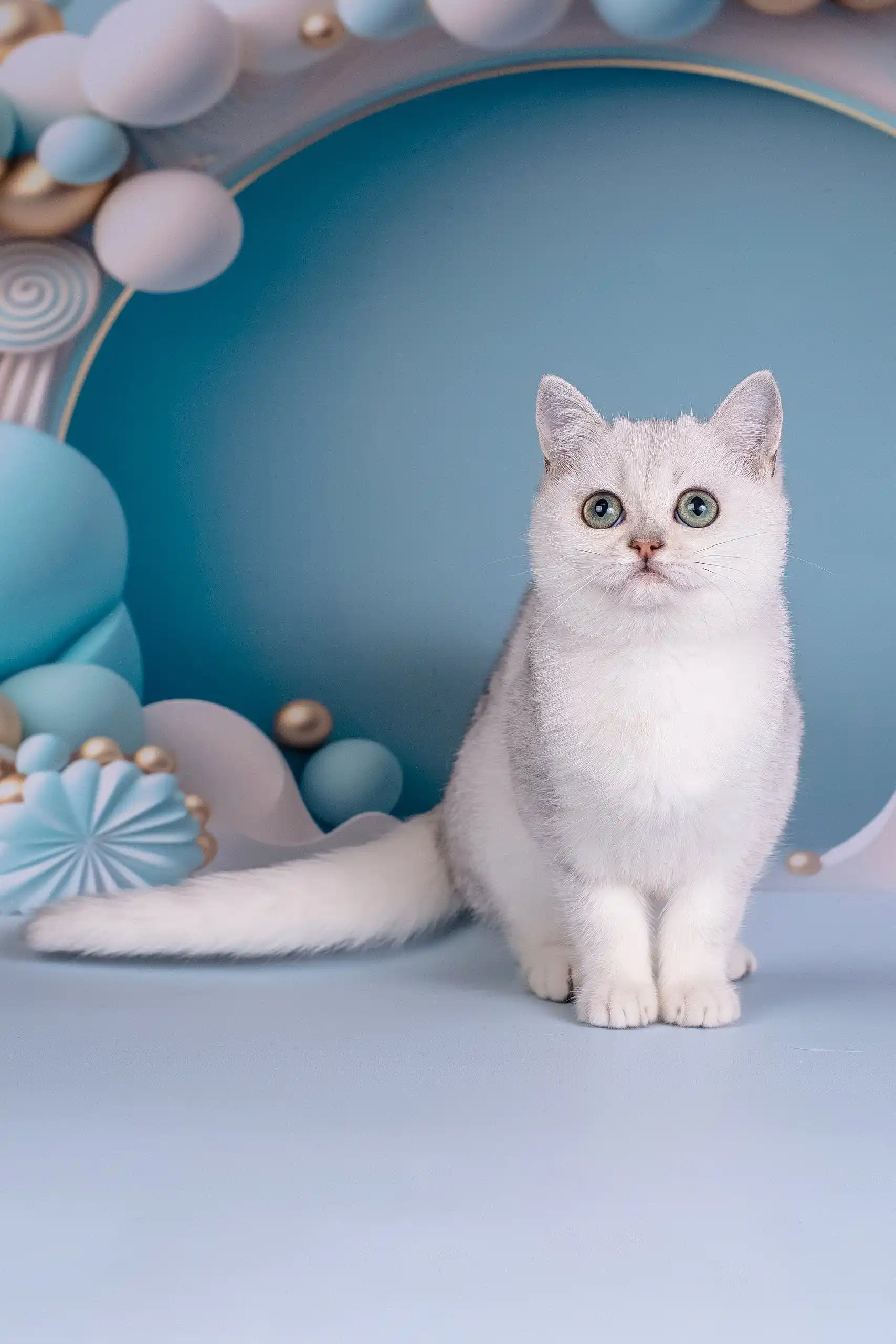 Dakota British Shorthair Kitten Silvery White Beauty