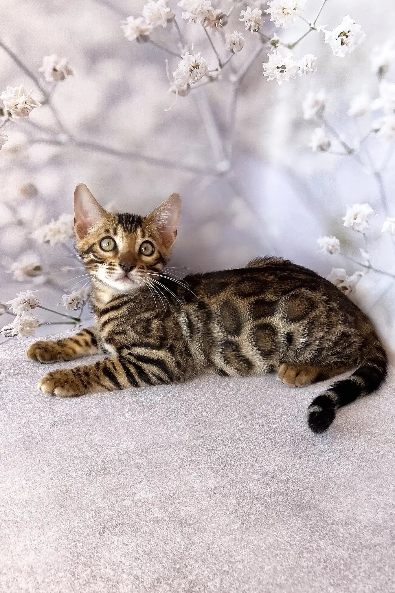 Fall in Love with Dave the Bengal Kitten