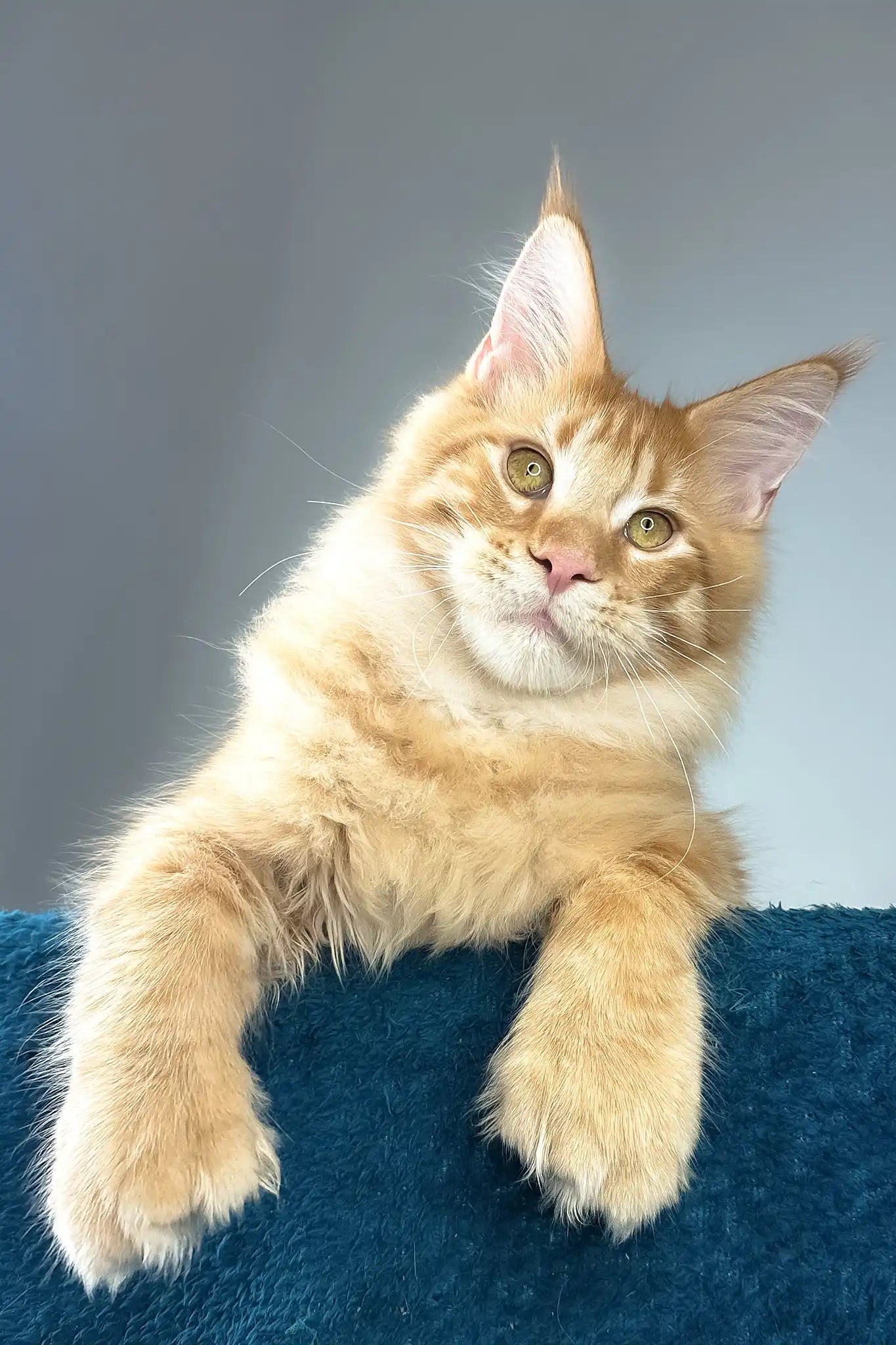Meet David Your Charming Maine Coon Kitten