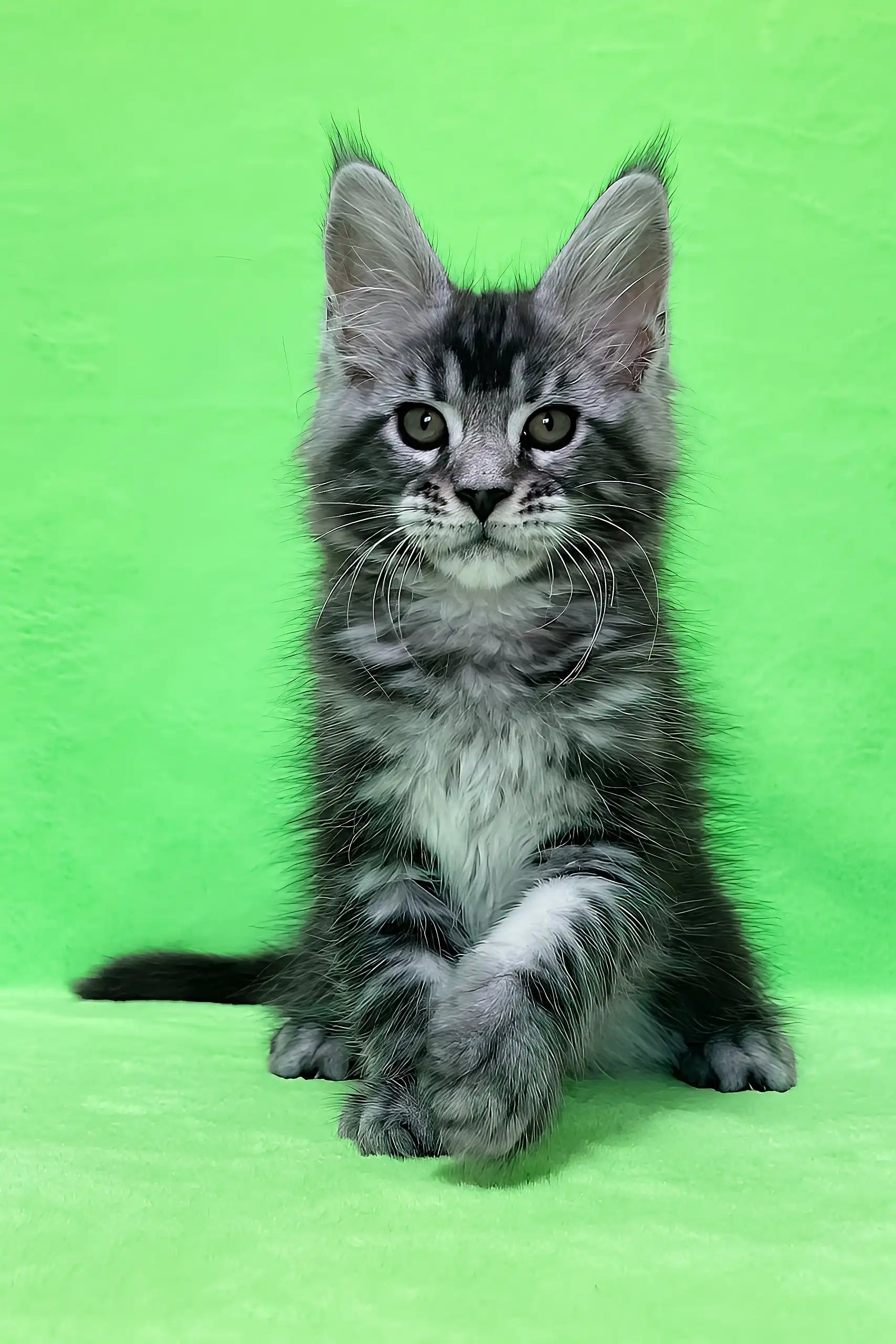 Dexter Maine Coon Kitten with Green Eyes