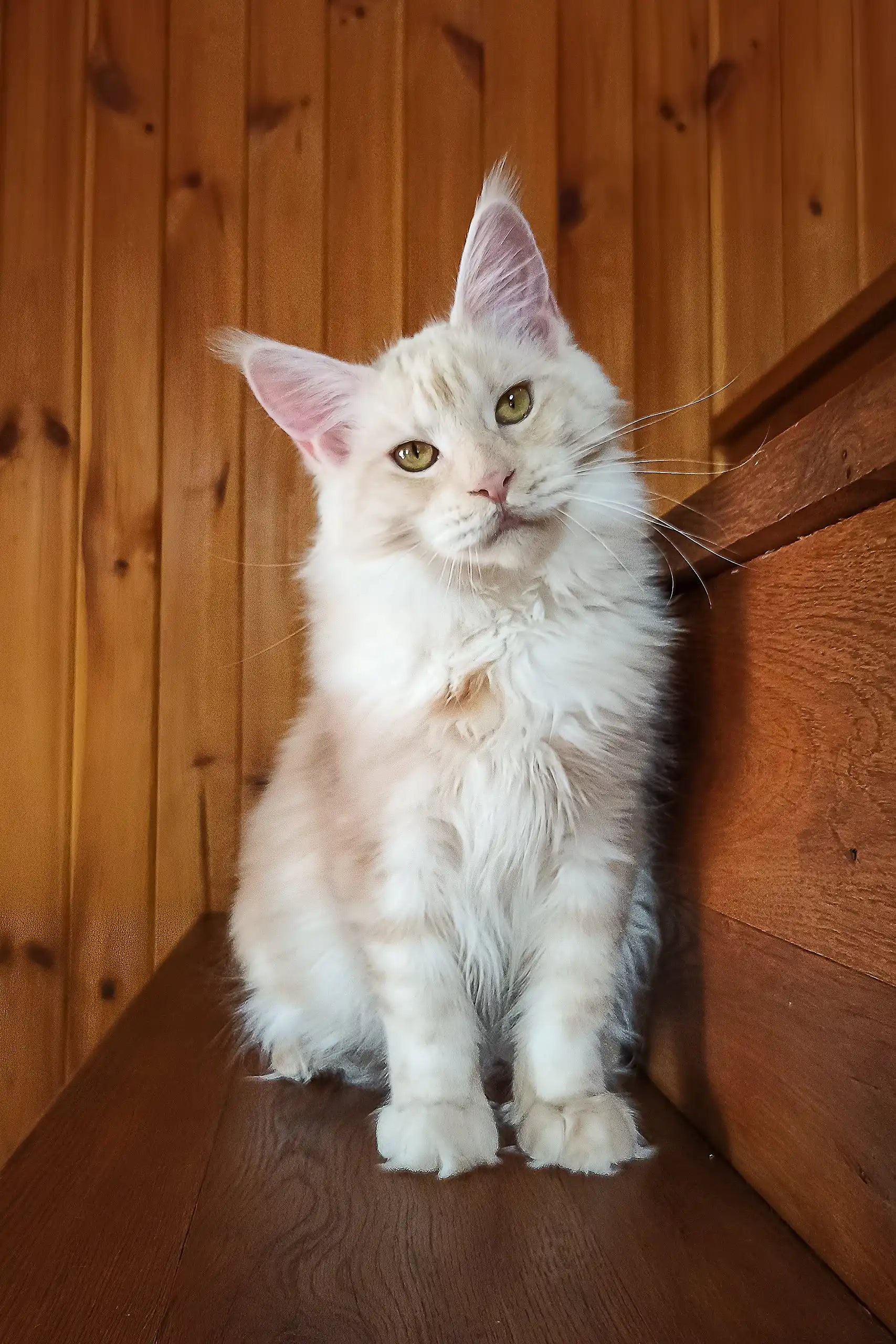 Adopt Diana: Lovable Red Smoke with White Maine Coon Kitten