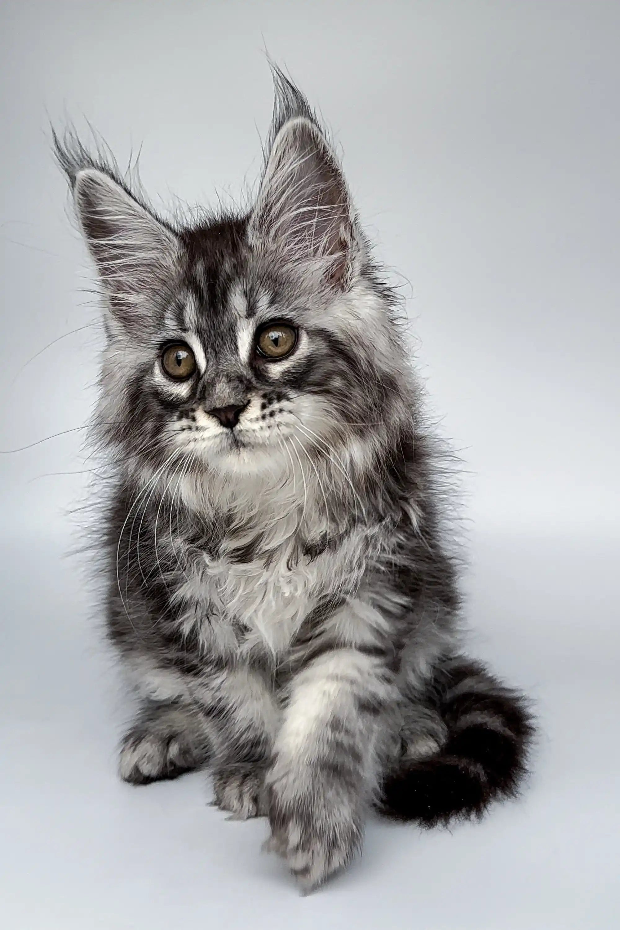 Find your Loving Maine Coon Kitten Today! – Purebred Kitties
