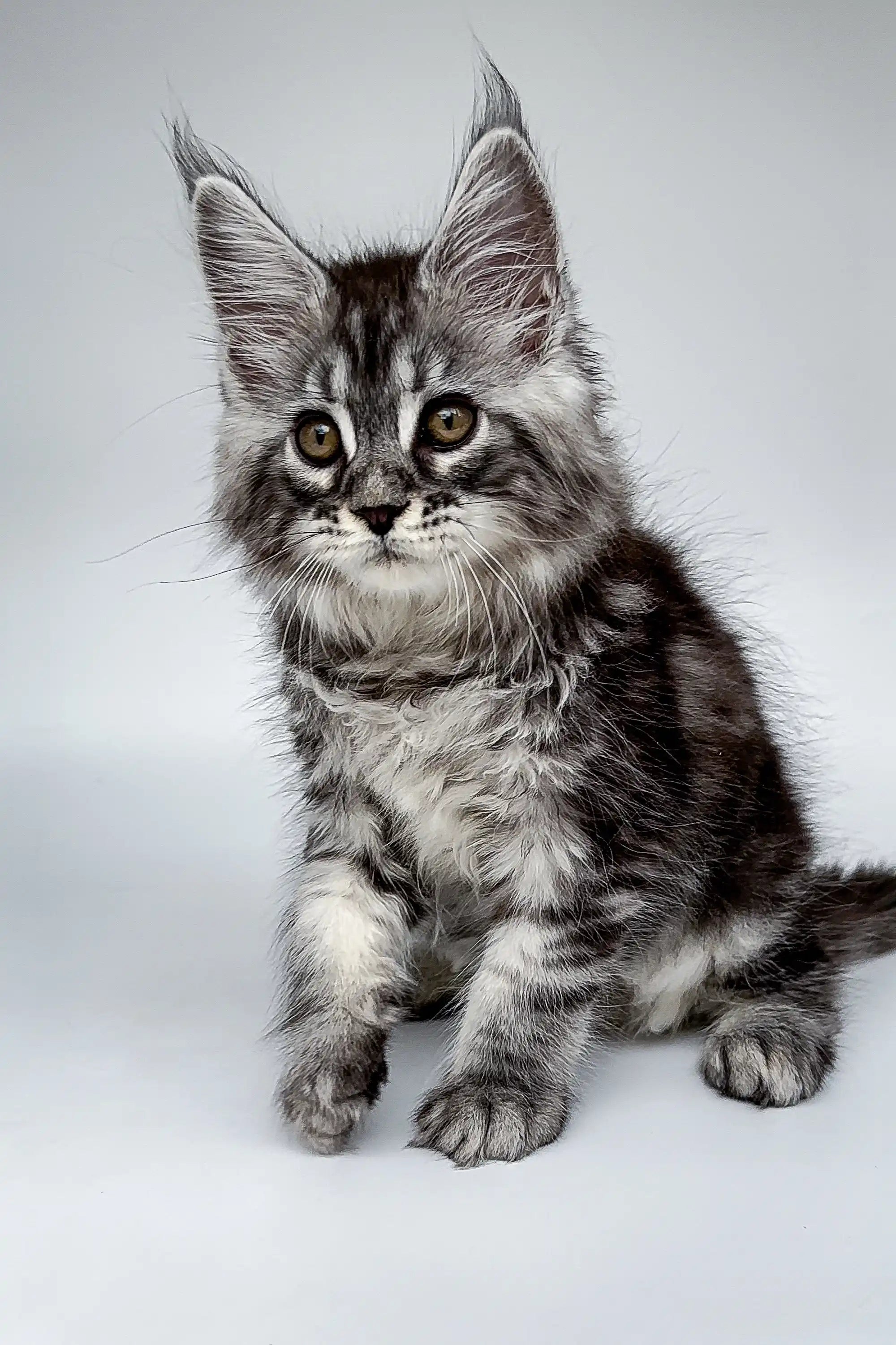 Find your Loving Maine Coon Kitten Today! – Purebred Kitties