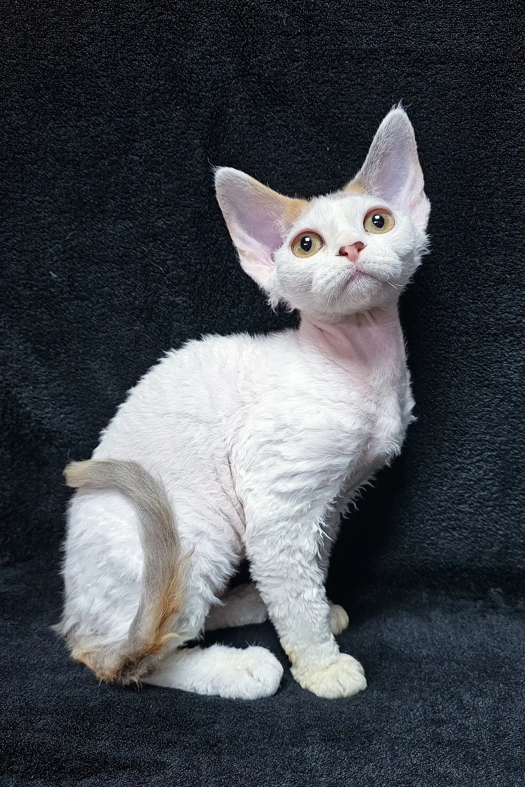 Dominica the Devon Rex Kitten with Curly Coat