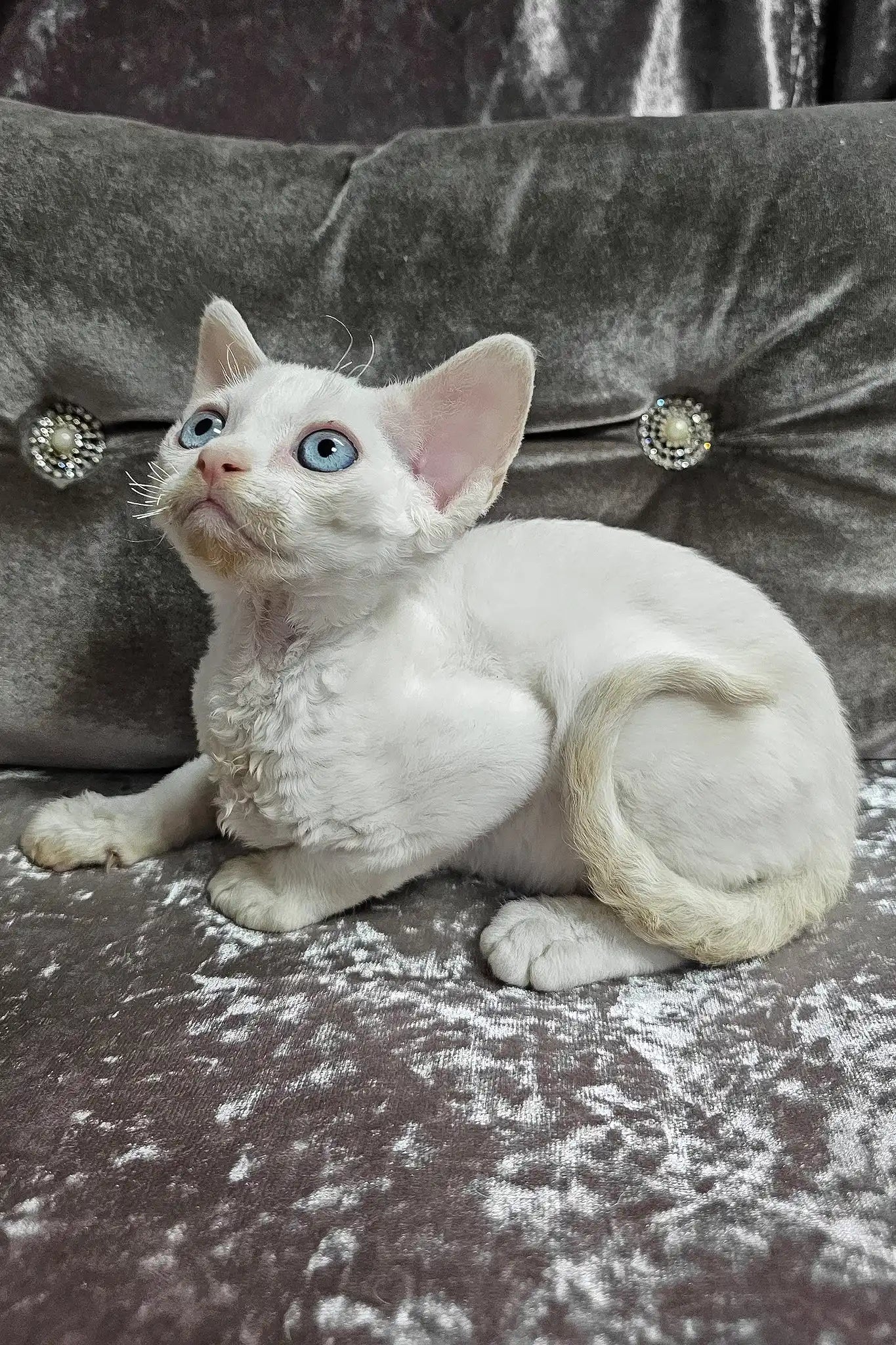 Meet Donald the Adorable Devon Rex Kitten