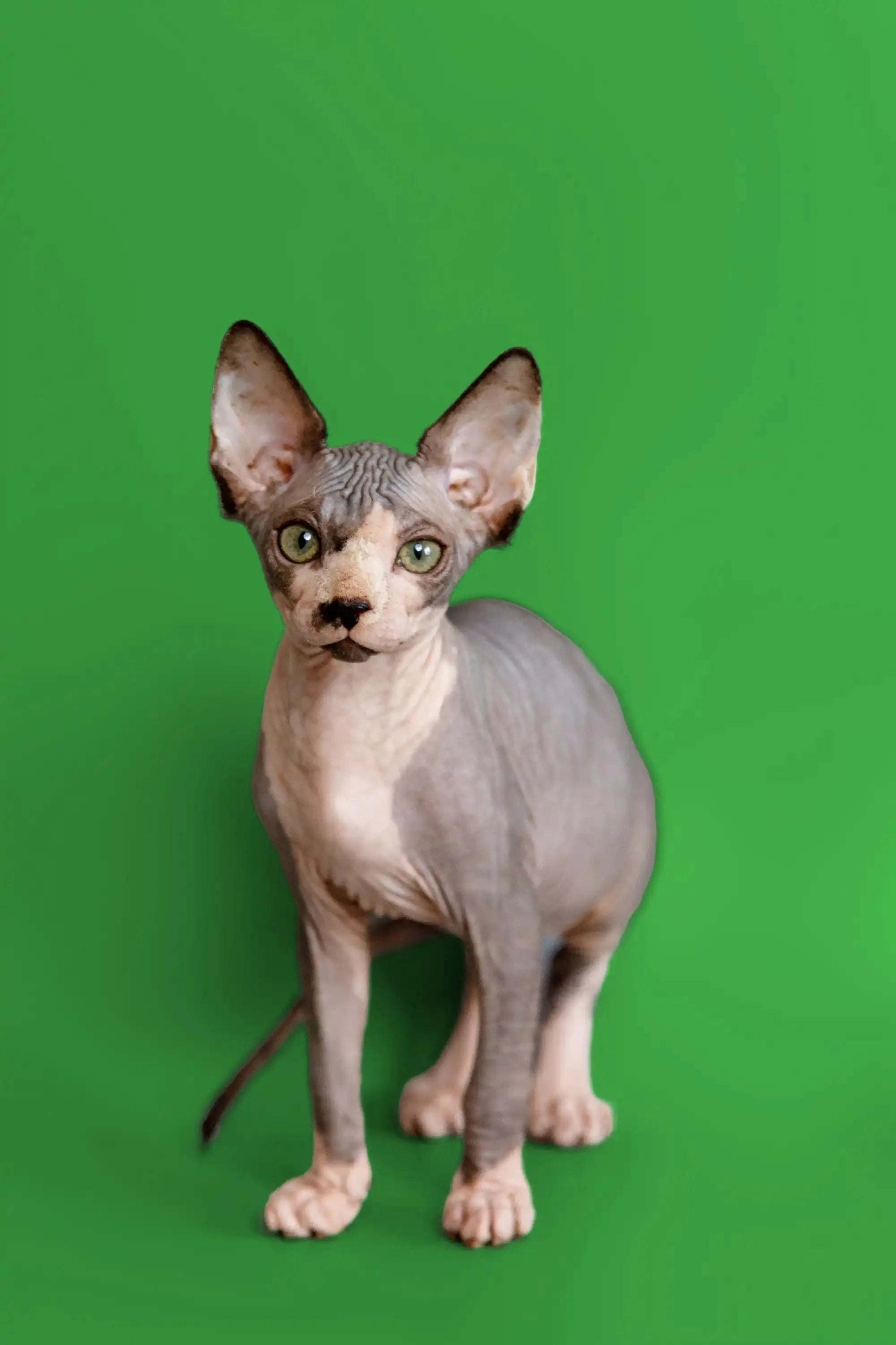 Meet Donna Sphynx Kitten Your Joyful Companion