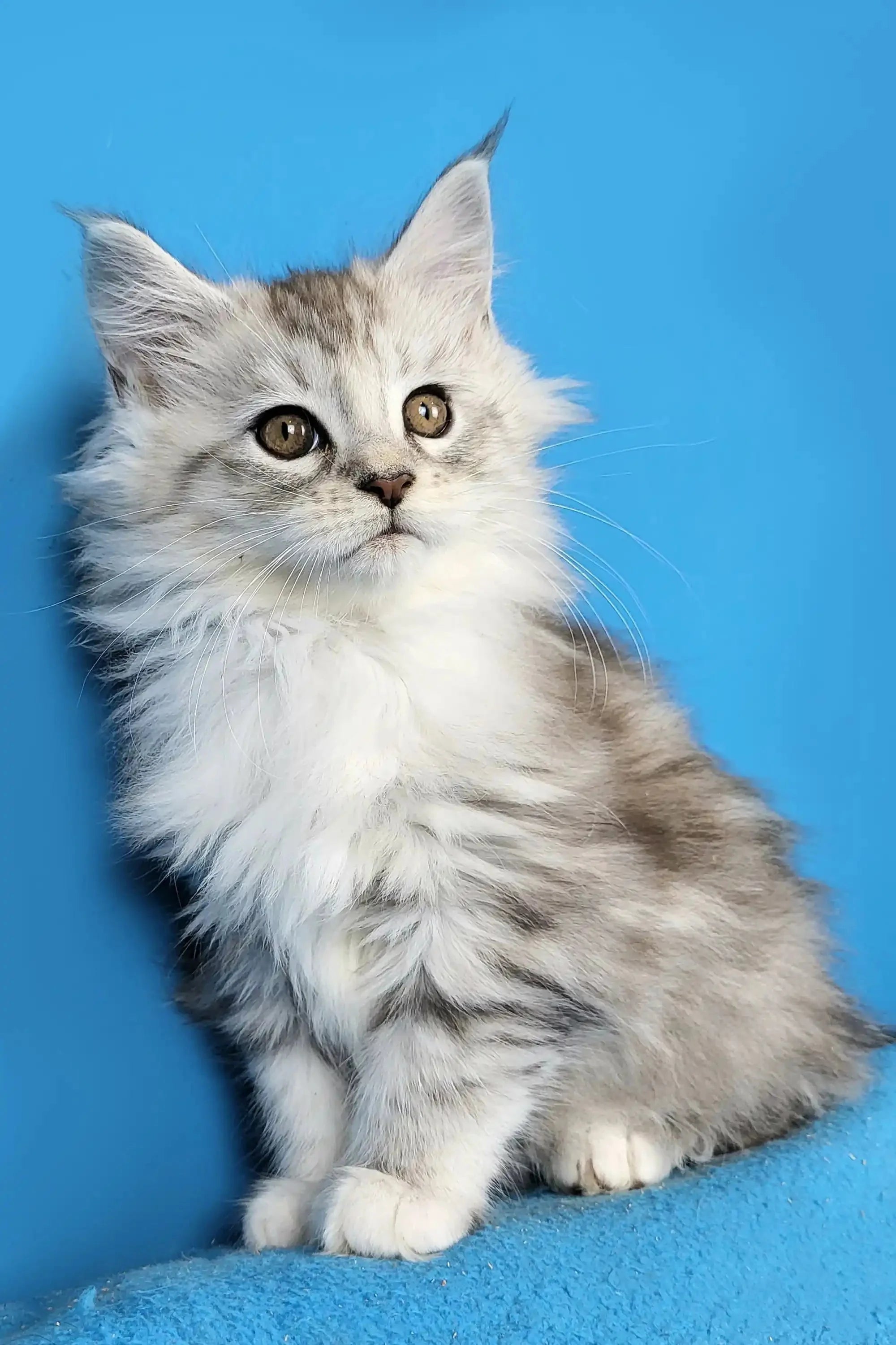 Dulsineya Maine Coon Kitten Meet Your Gentle Friend