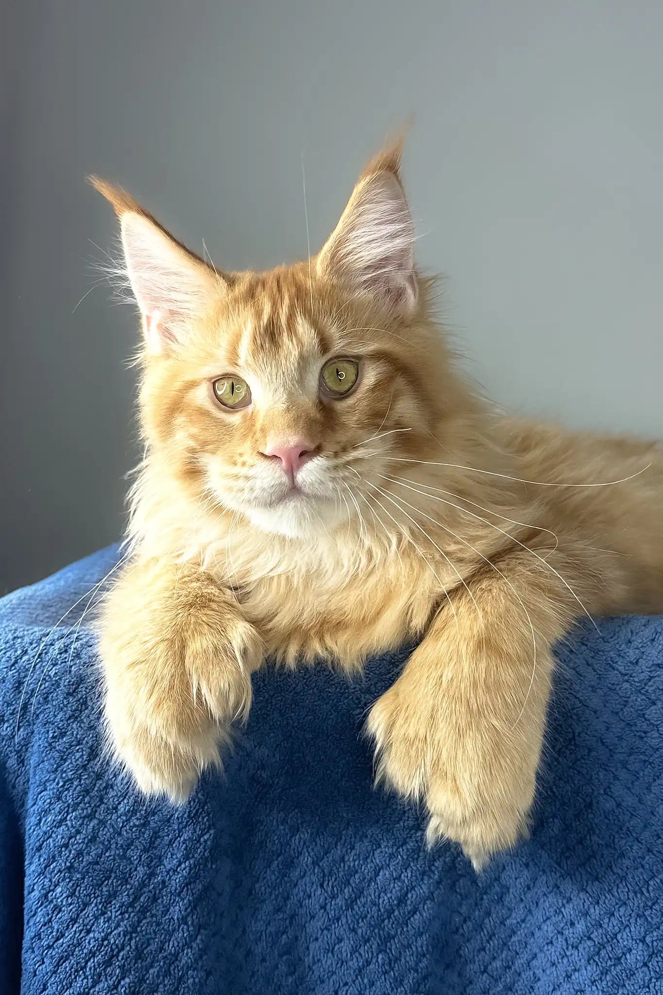 Meet Duncan the Elegant Polydactyl Maine Coon