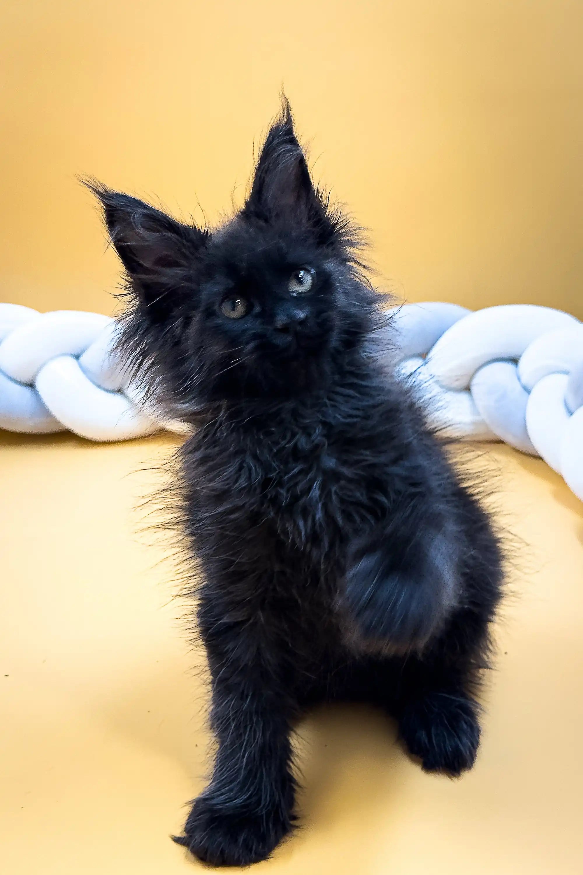 Eliza the Playful Maine Coon Kitten Awaits You