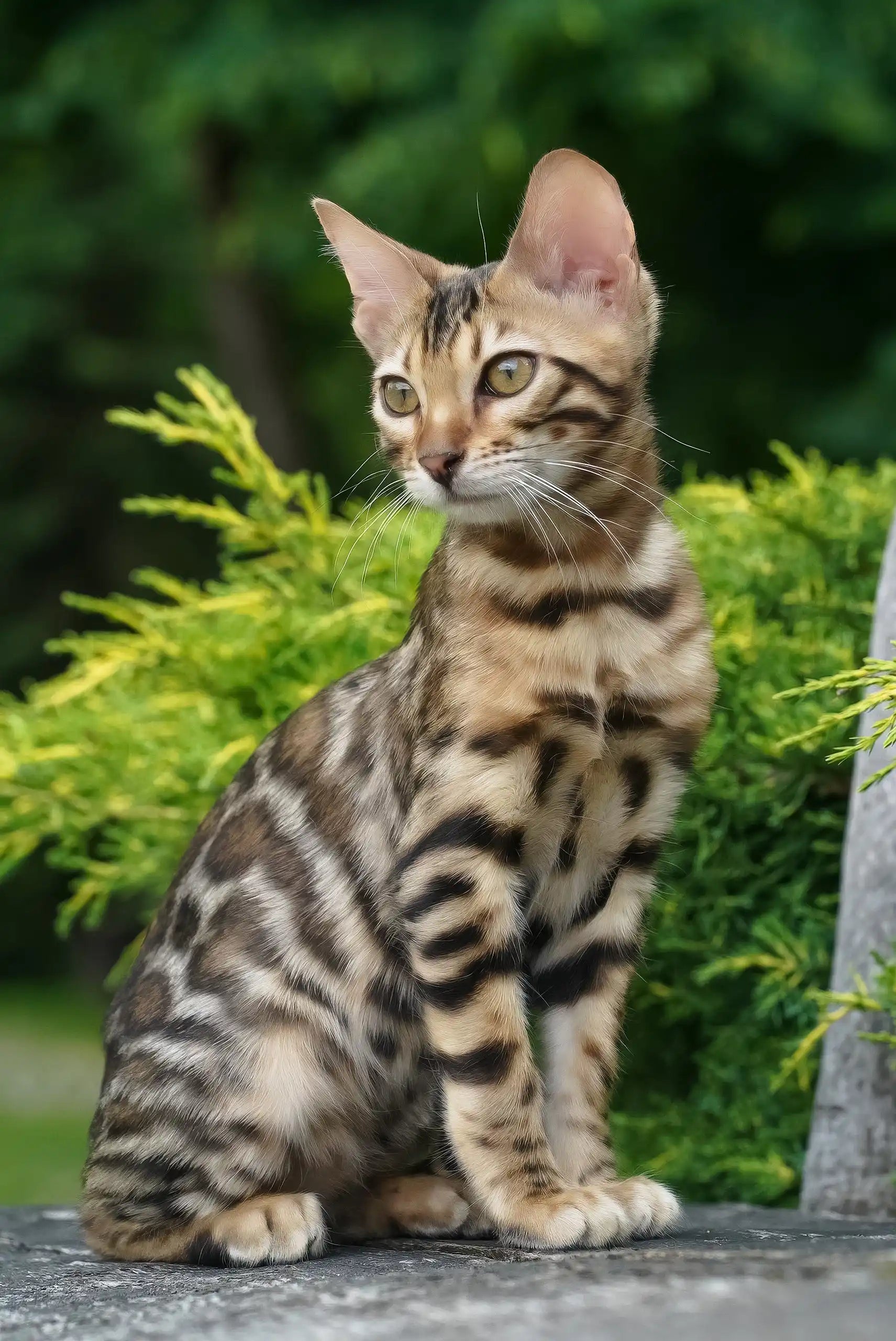 Meet Elizabeth the Adorable Bengal Kitten