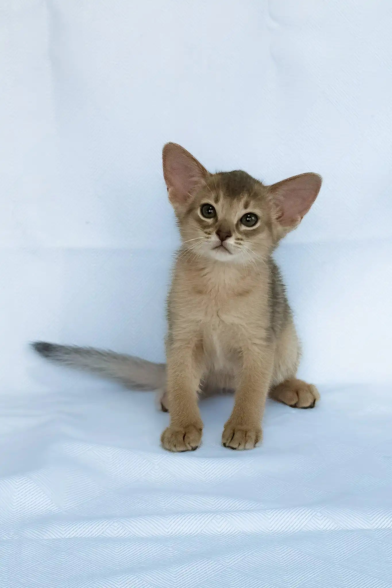 Eshka Abyssinian Kitten Stunning Blue Shimmer