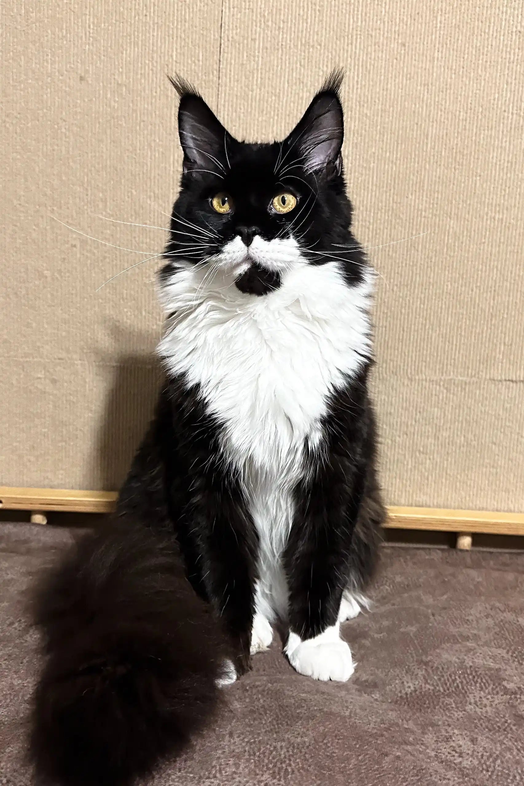 Meet Faust the Charming Maine Coon Kitten