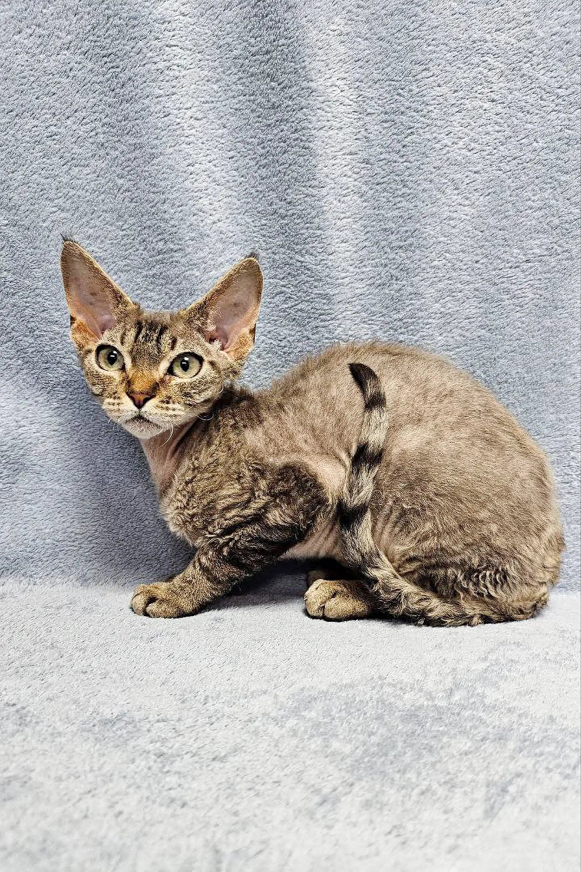 Find your Fhilip, the Sweetest Devon Rex Kitten – Purebred Kitties
