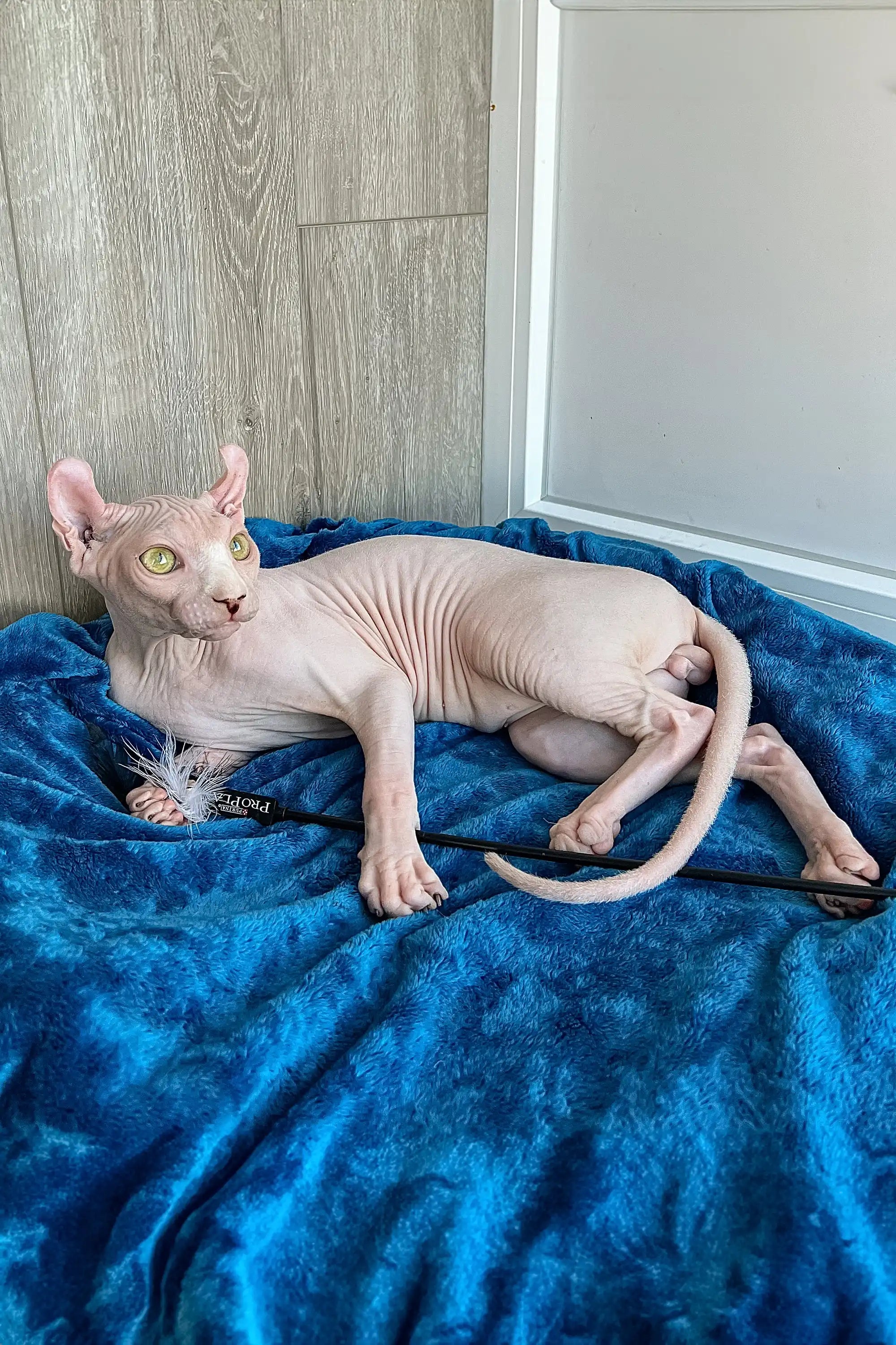 Fall in Love with Fidel the Elf Sphynx Kitten