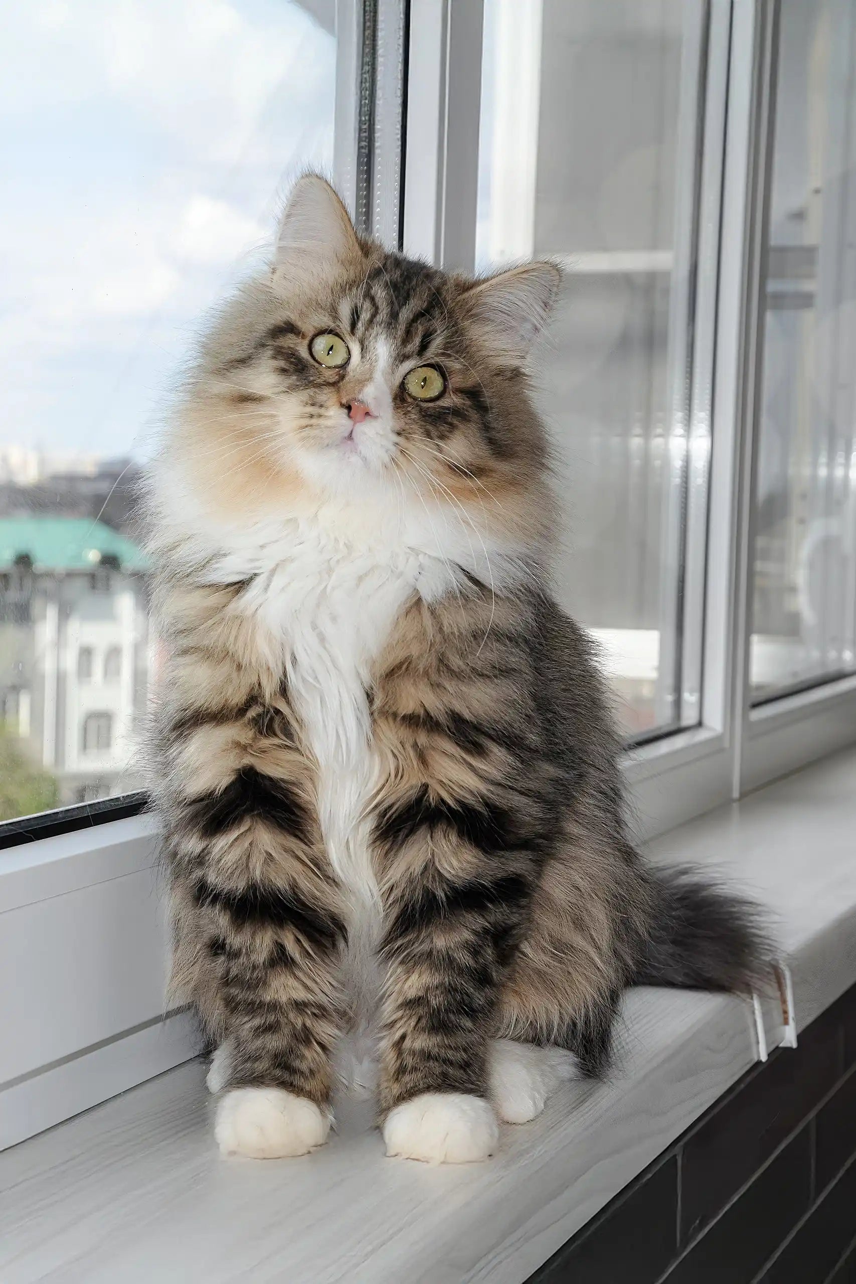 Finic the Siberian Kitten Fluffy Charm & Green Eyes