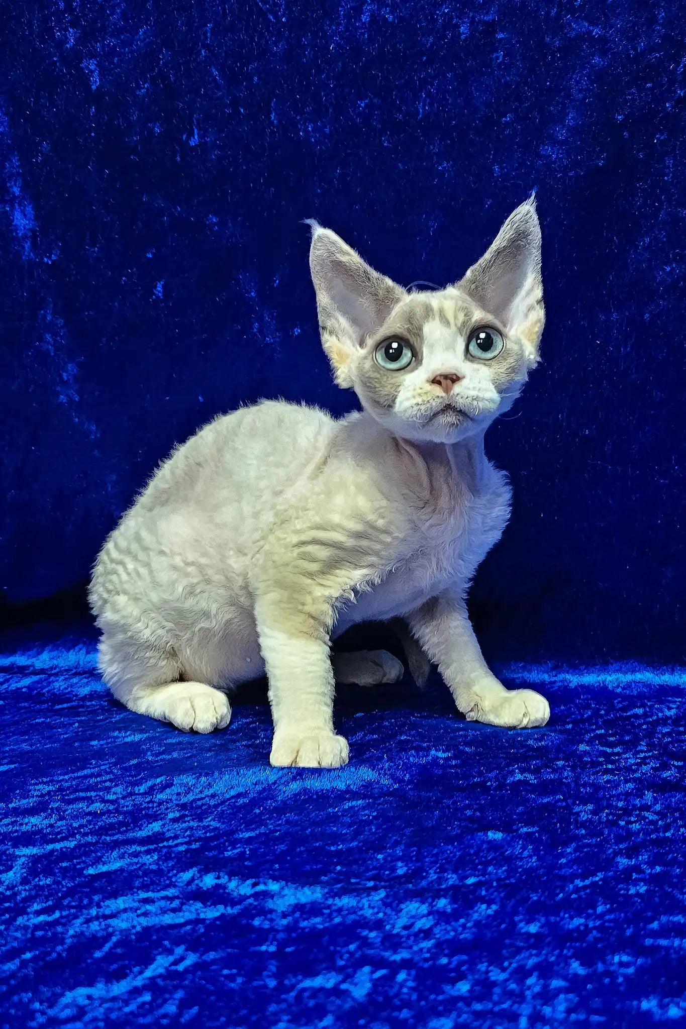 Fiona the Lovable Blue Tortoise Bicolor Point Devon Rex Kitten