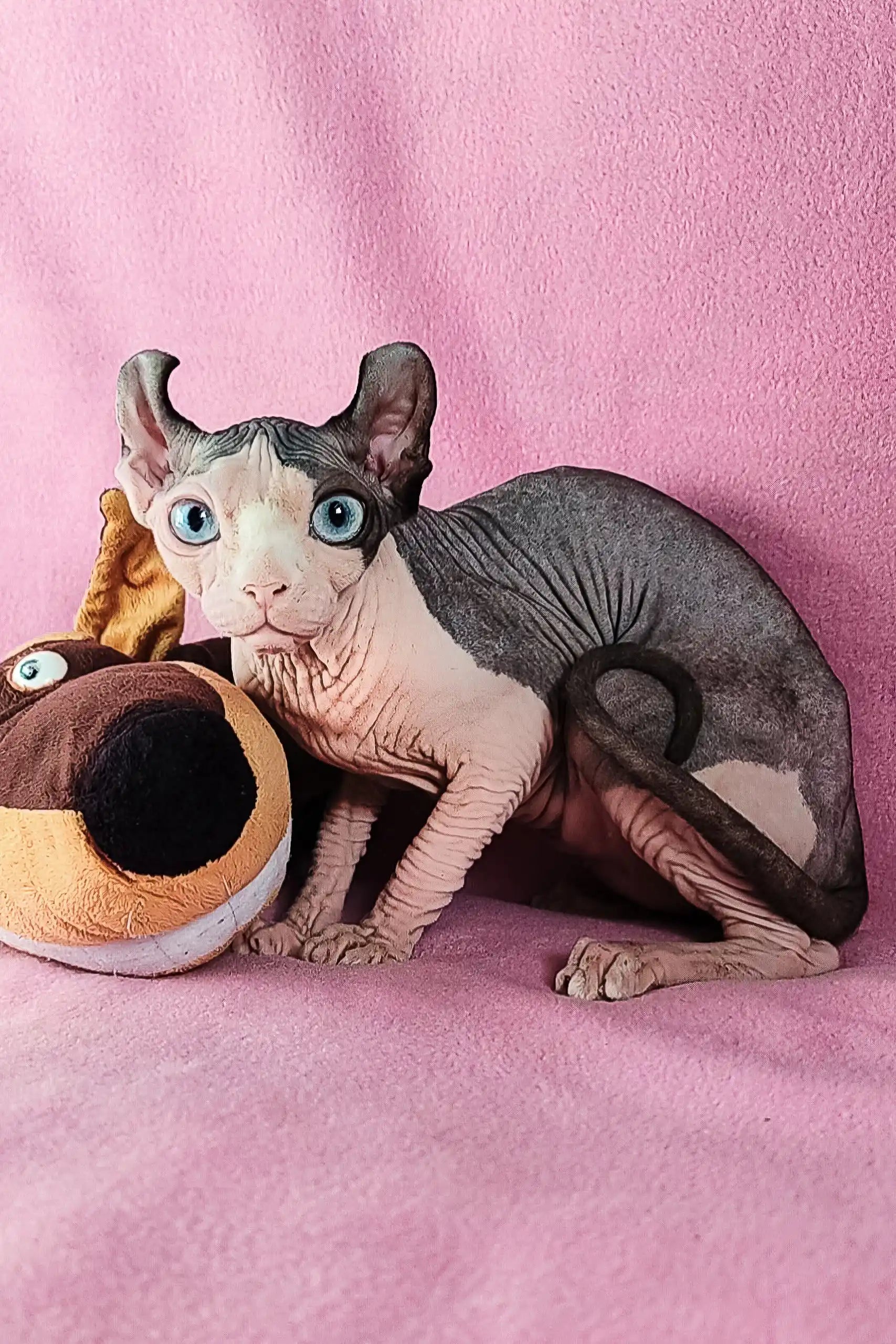 Fiona Elf Sphynx Kitten Captivating Blue Eyes