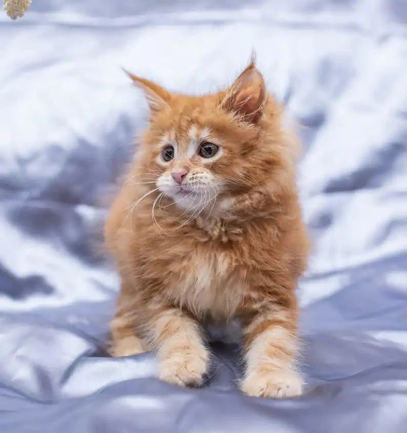 Flame Maine Coon Kitten with Expressive Hazel Eyes
