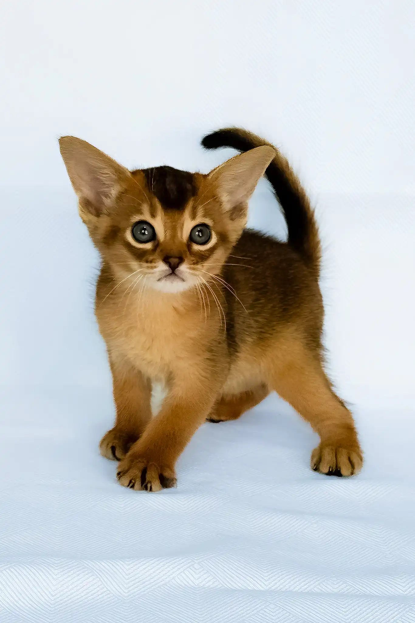 Meet Fortuna The Abyssinian Kitten of Your Dreams