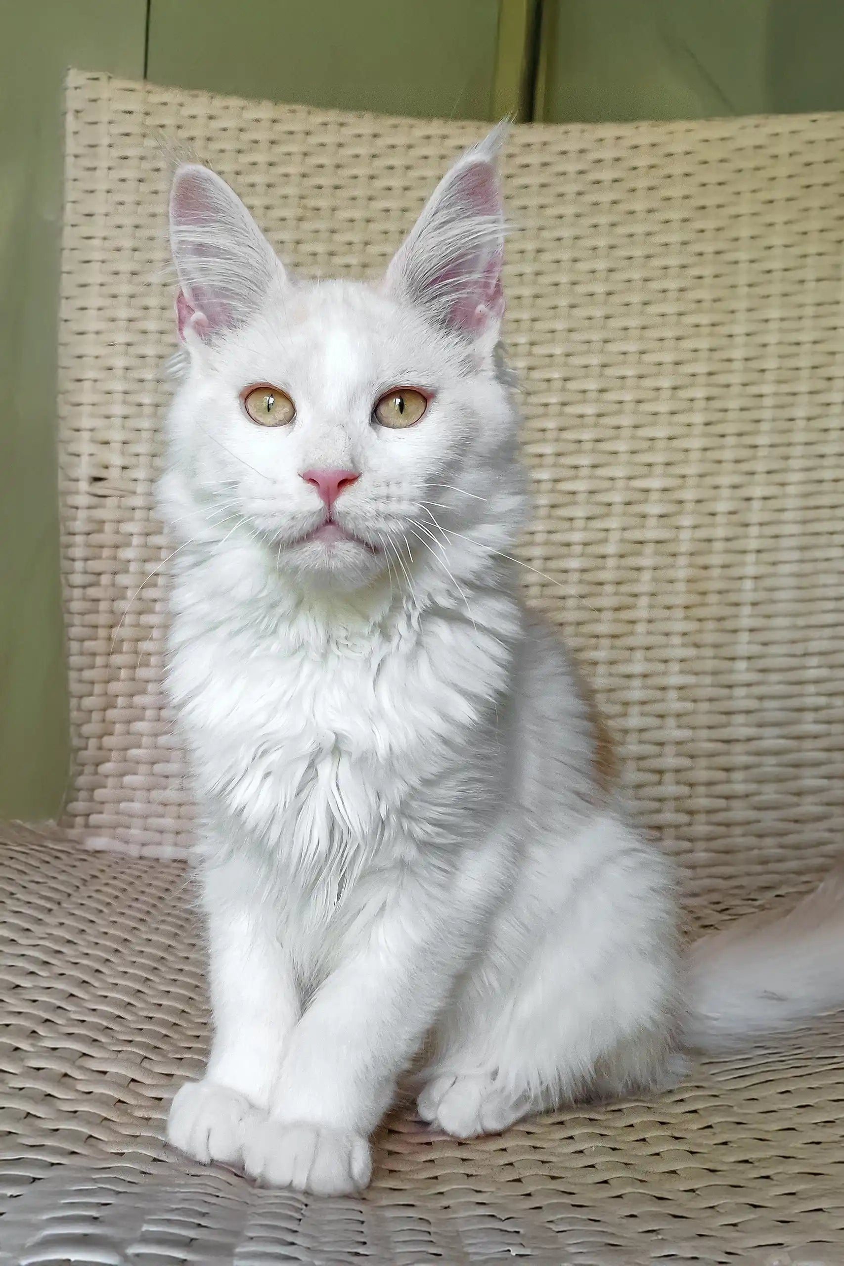 Fox the Maine Coon Kitten: Regal Beauty in Red Silver Marble Bicolor