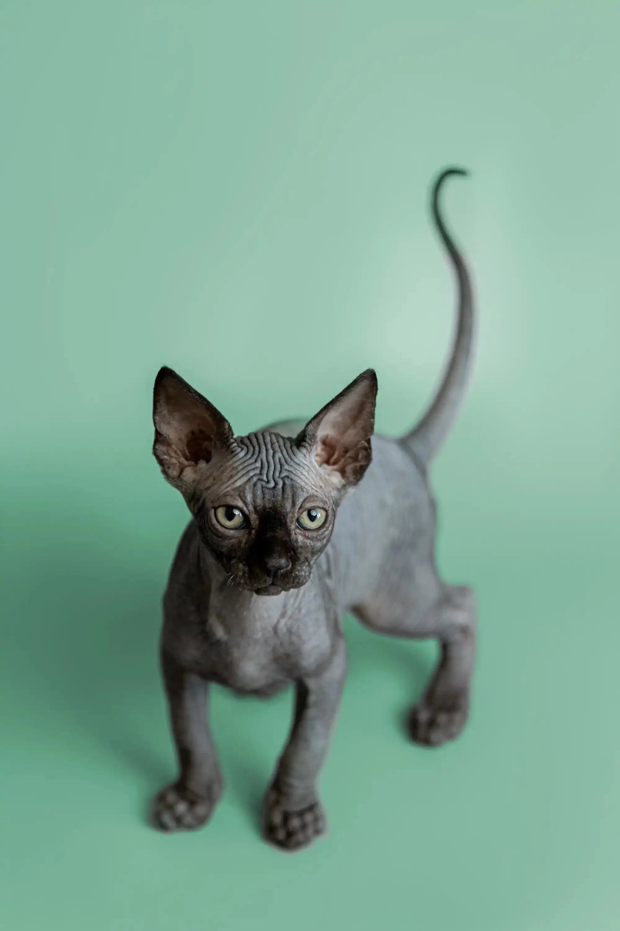 Adopt Frank the Energetic Sphynx Kitten