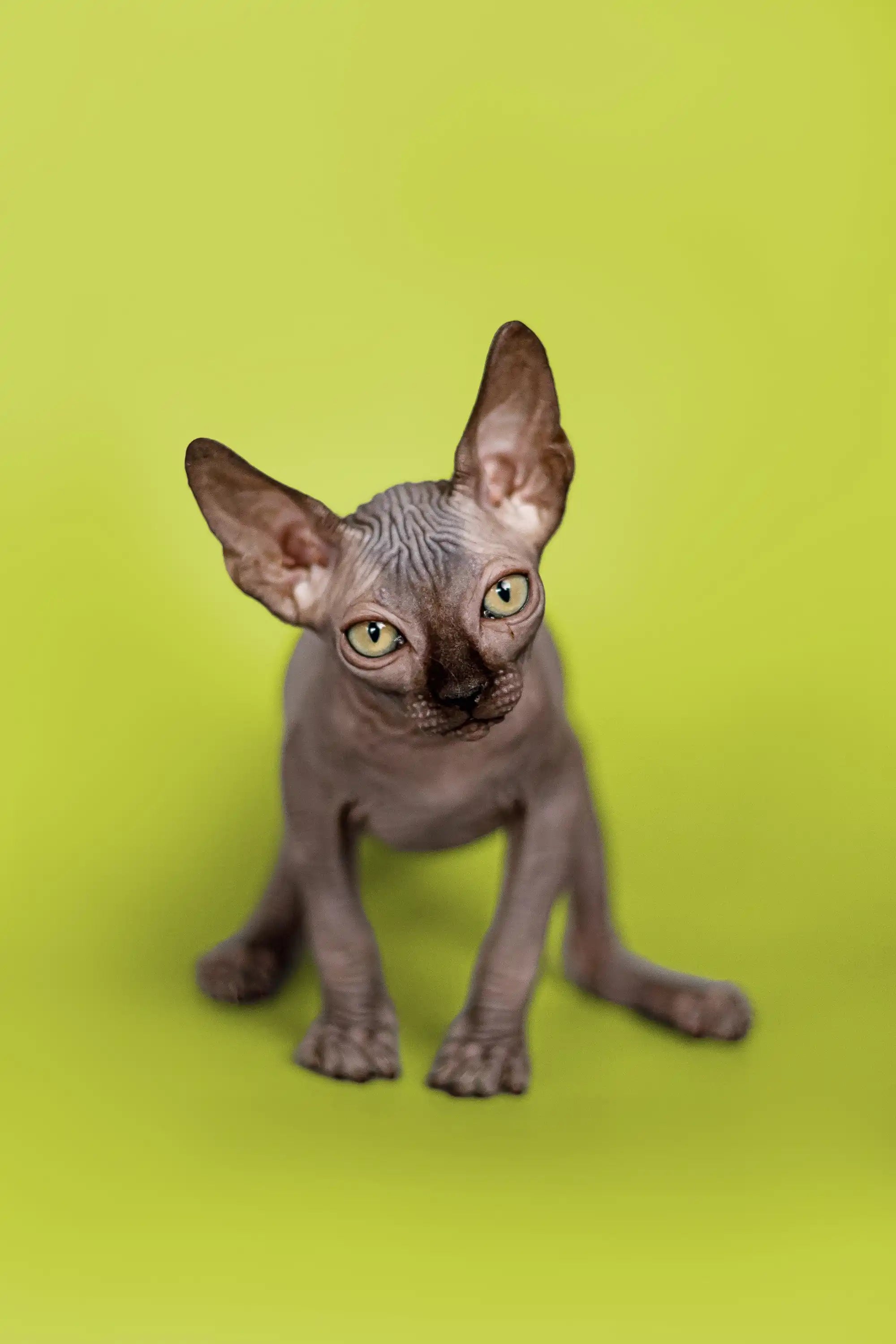 Meet Fred the Playful Black Sphynx Kitten