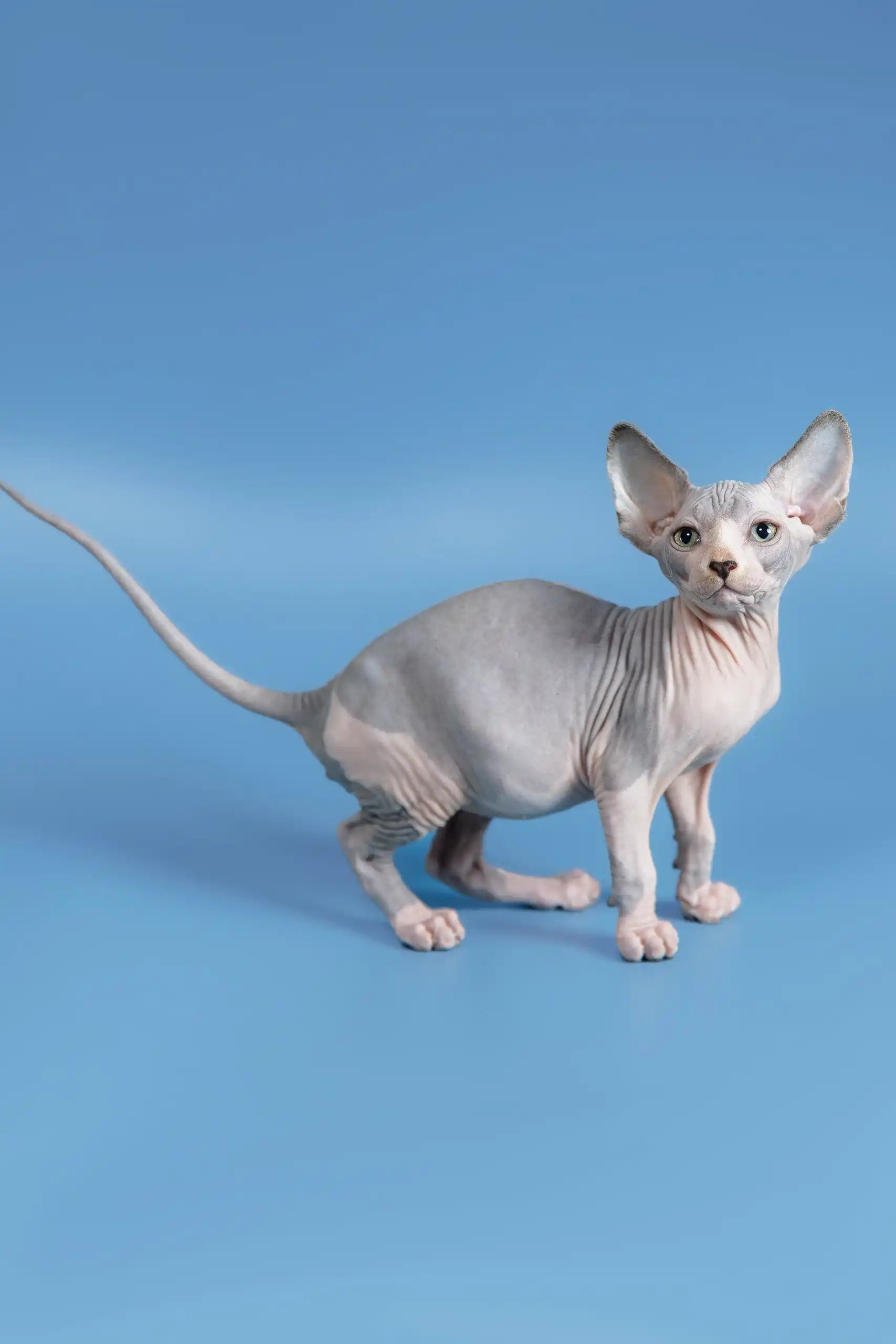 Frenk the Sphynx Kitten: Wrinkled Beauty Awaits