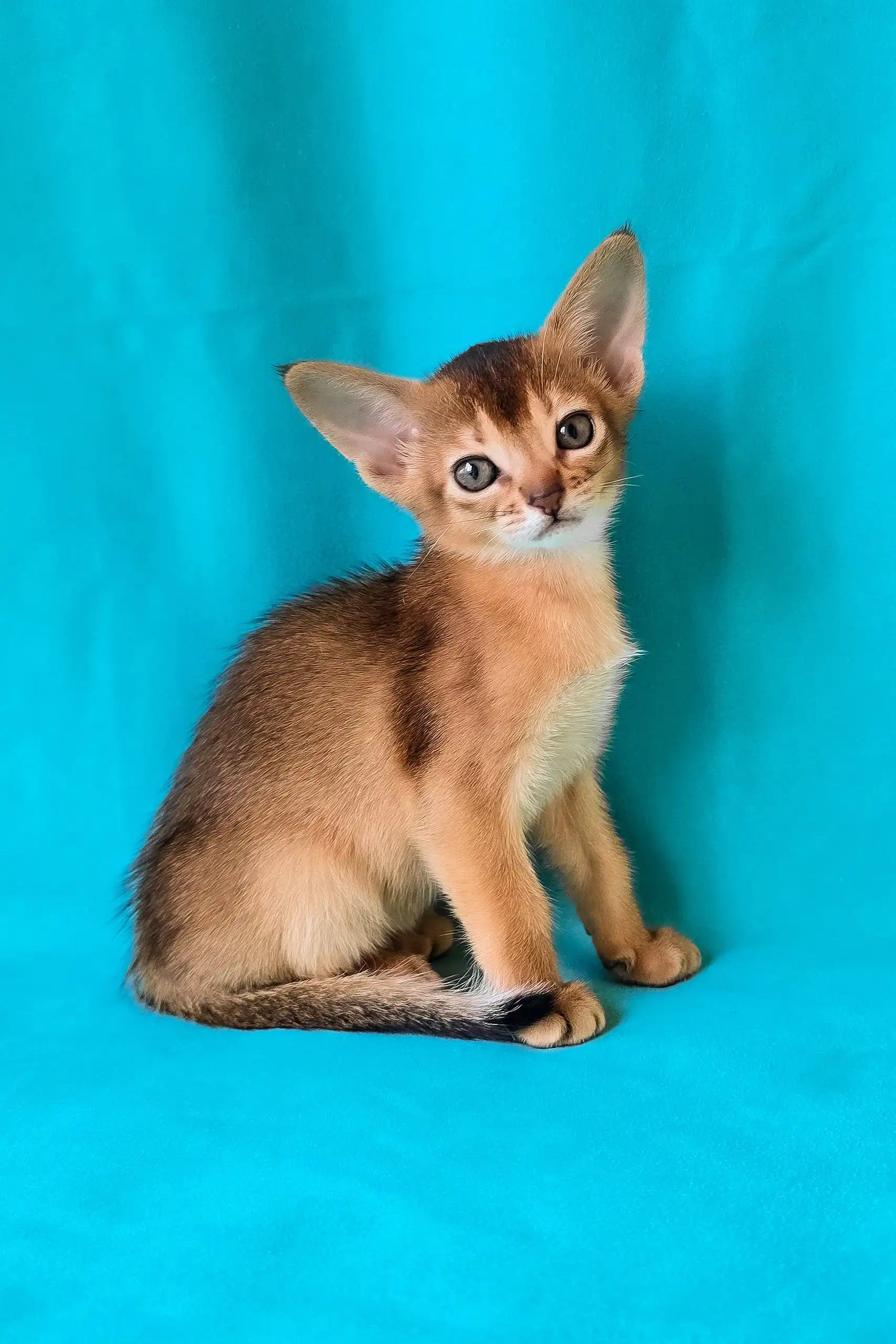 Adopt Freya the Playful Abyssinian Kitten